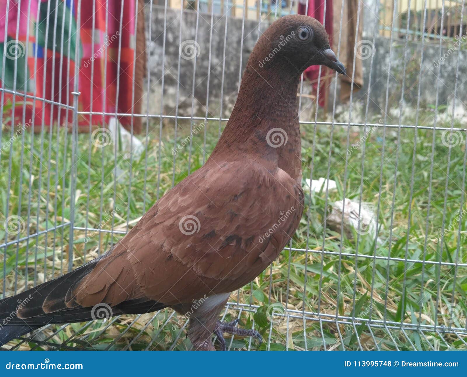 Duif stock foto. Image of mooi, sinaasappel, duif - 113995748