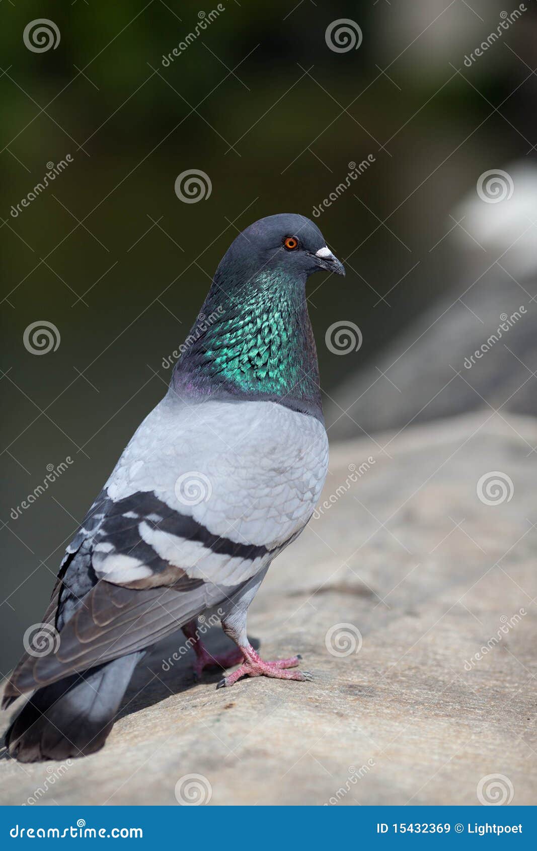 Duif stock afbeelding. Image of koude, vorst, leven, park - 15432369