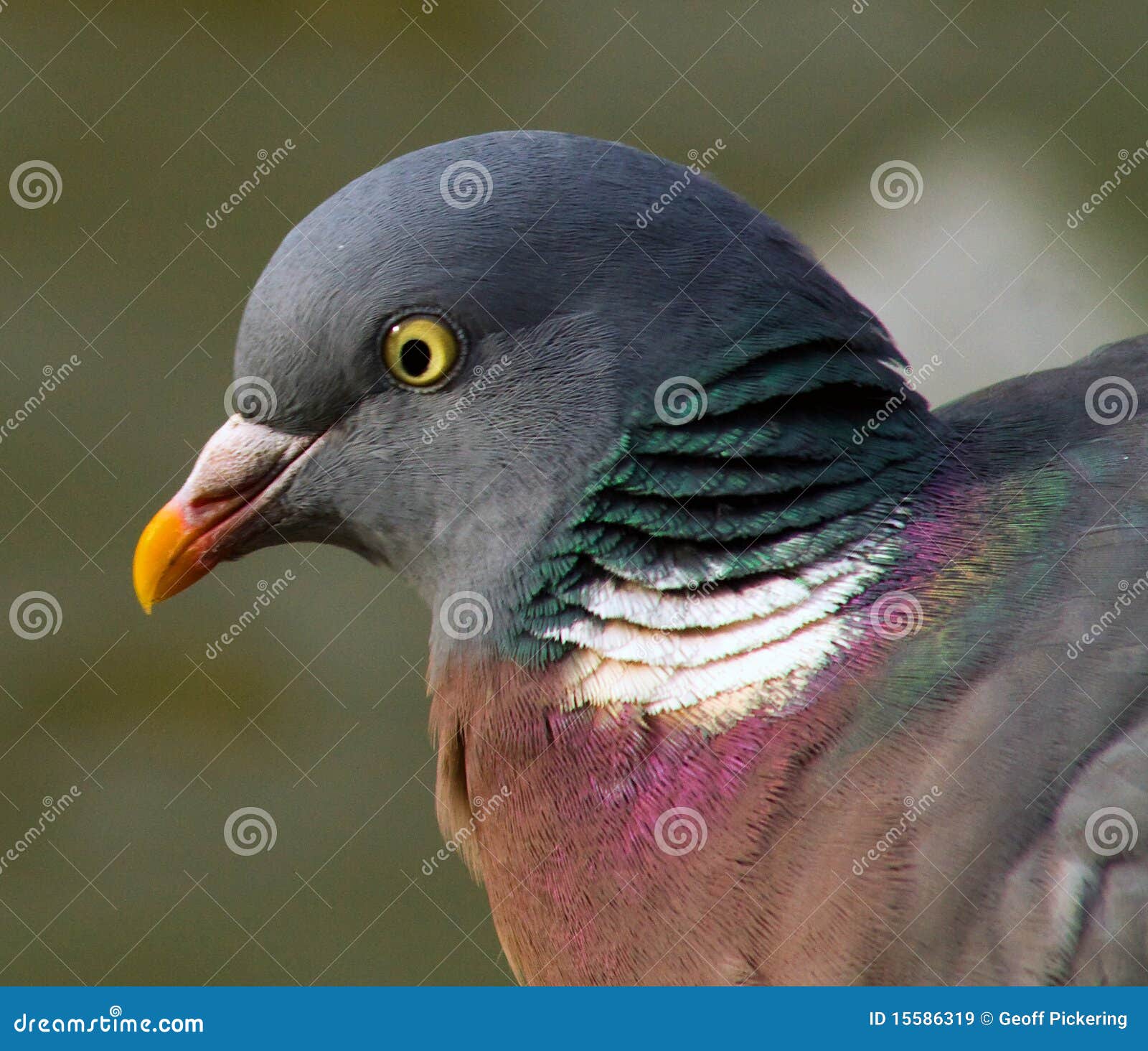 Duif stock afbeelding. Image of duif, borst, pluim, sluit - 15586319