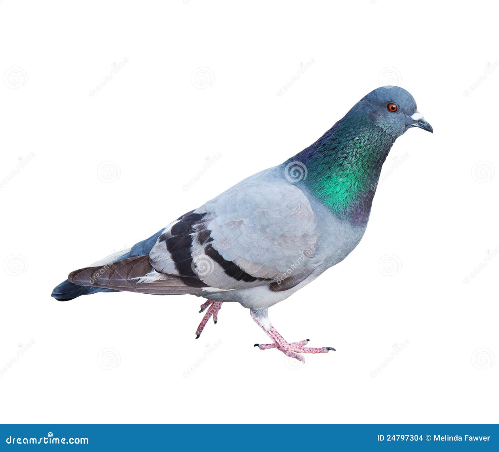 Duif stock foto. Image of wild, knippen, achtergrond - 24797304