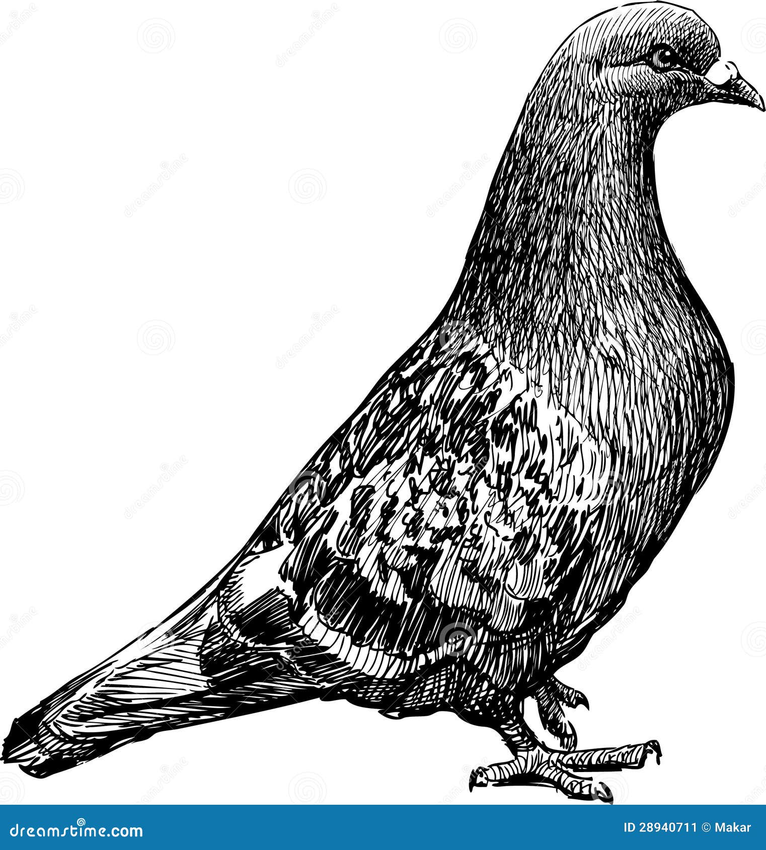 Duif vector illustratie. Illustration of leven, veren - 28940711