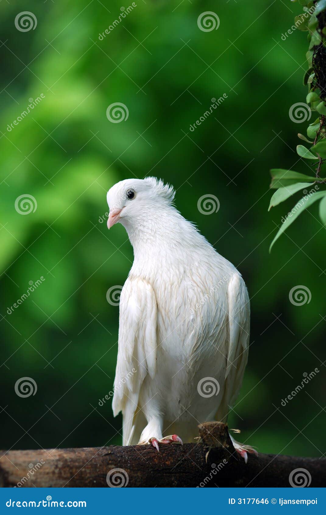 Duif stock foto. Image of duif, park, tribune, vogel, dierentuin - 3177646