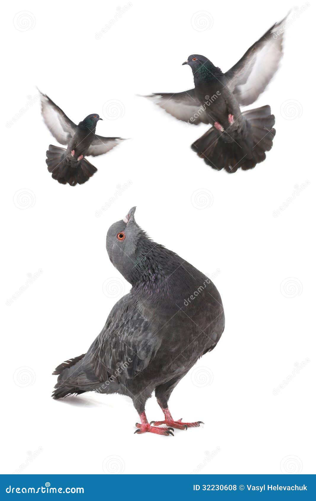 Duif stock foto. Image of godsdienstig, vlucht, vrijheid - 32230608