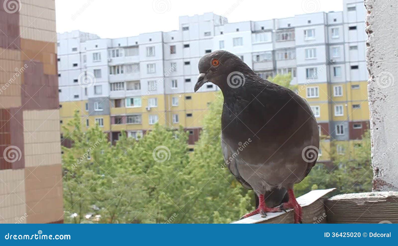 Duif stock video. Video of definitie, duif, grappig, vlieg - 36425020