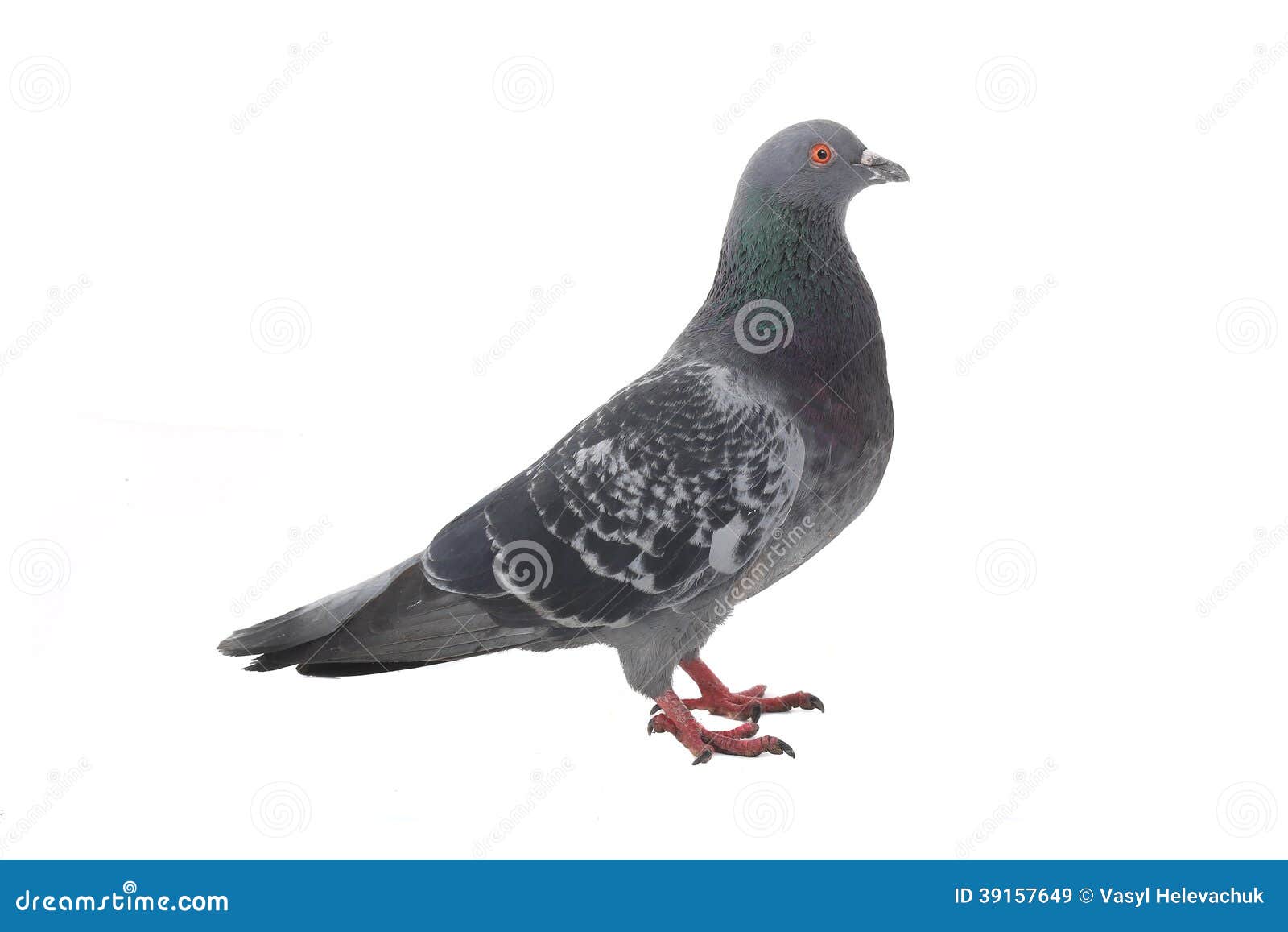 Duif stock afbeelding. Image of geest, bevallig, vrijheid - 39157649
