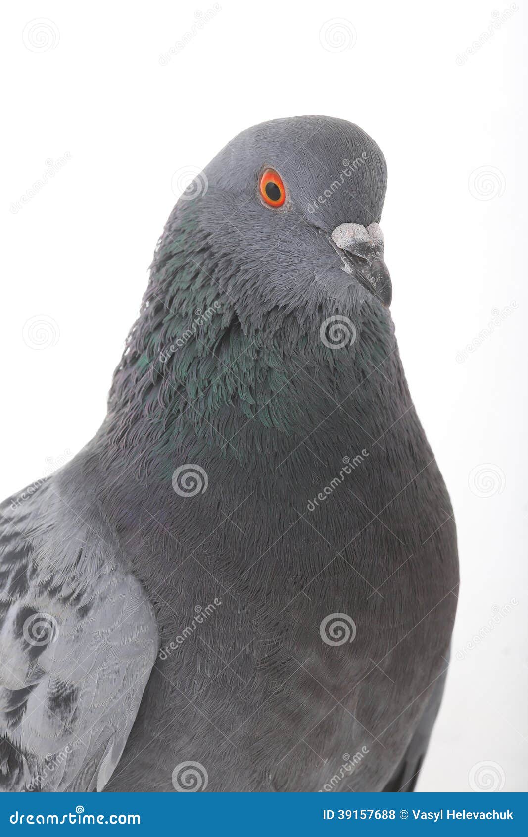 Duif stock foto. Image of ornithologie, roze, veer, zuiver - 39157688