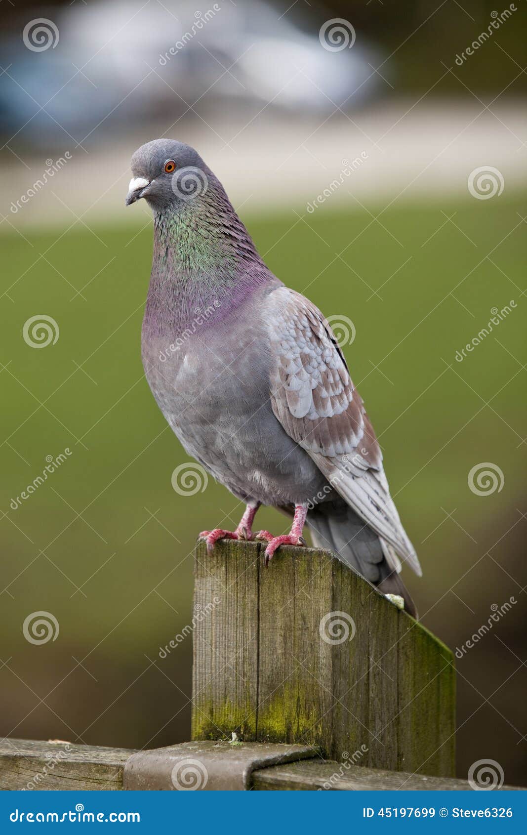 Duif stock afbeelding. Image of veer, zeevogels, duif - 45197699