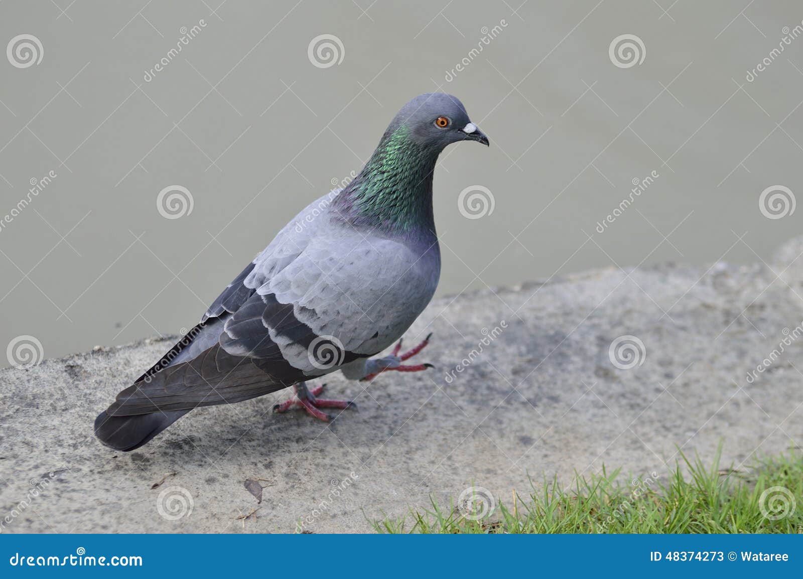 Duif stock afbeelding. Image of grijs, flat, duif, kant - 48374273