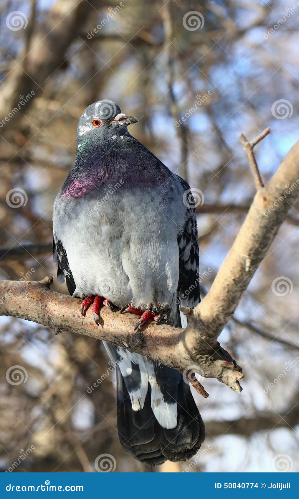Duif stock foto. Image of hongerig, vervagen, groot, daglicht - 50040774