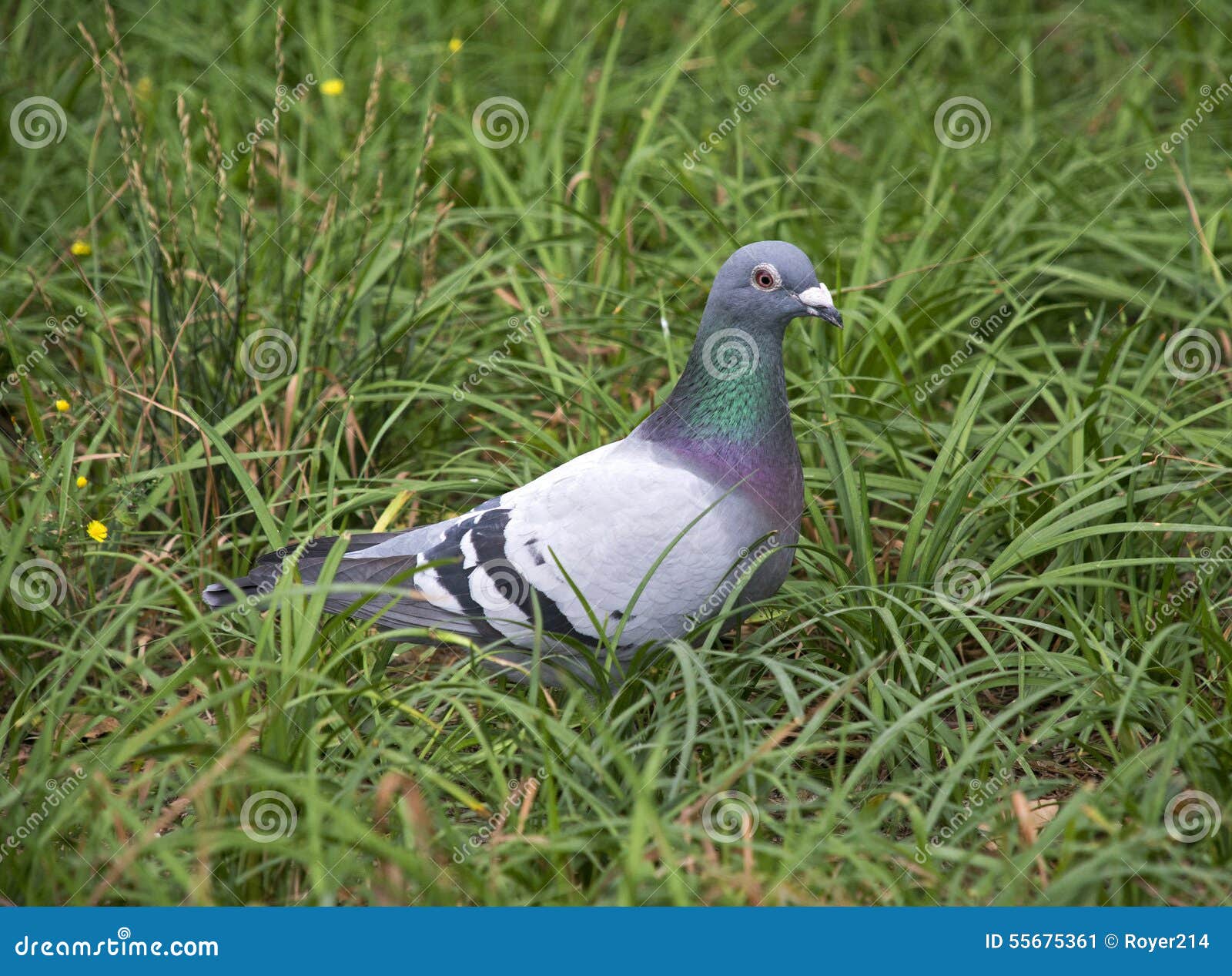 Duif stock afbeelding. Image of enkelvoudig, vloer, vogels - 55675361