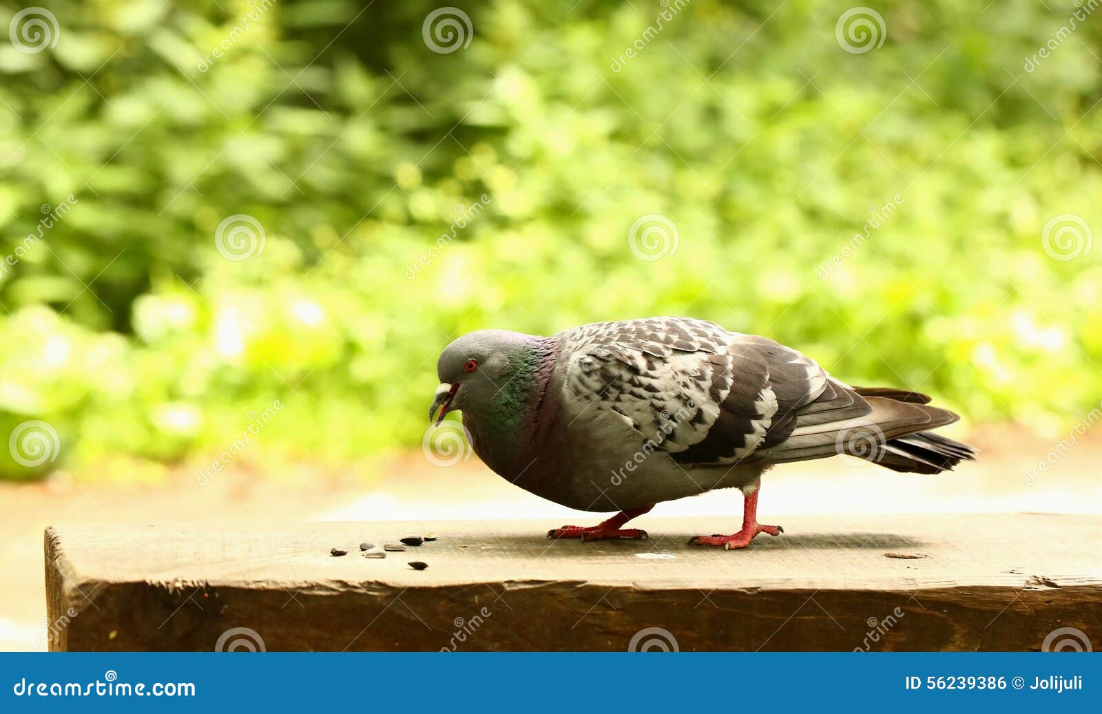 Duif stock foto. Image of struik, ongeveer, voeder, goed - 56239386