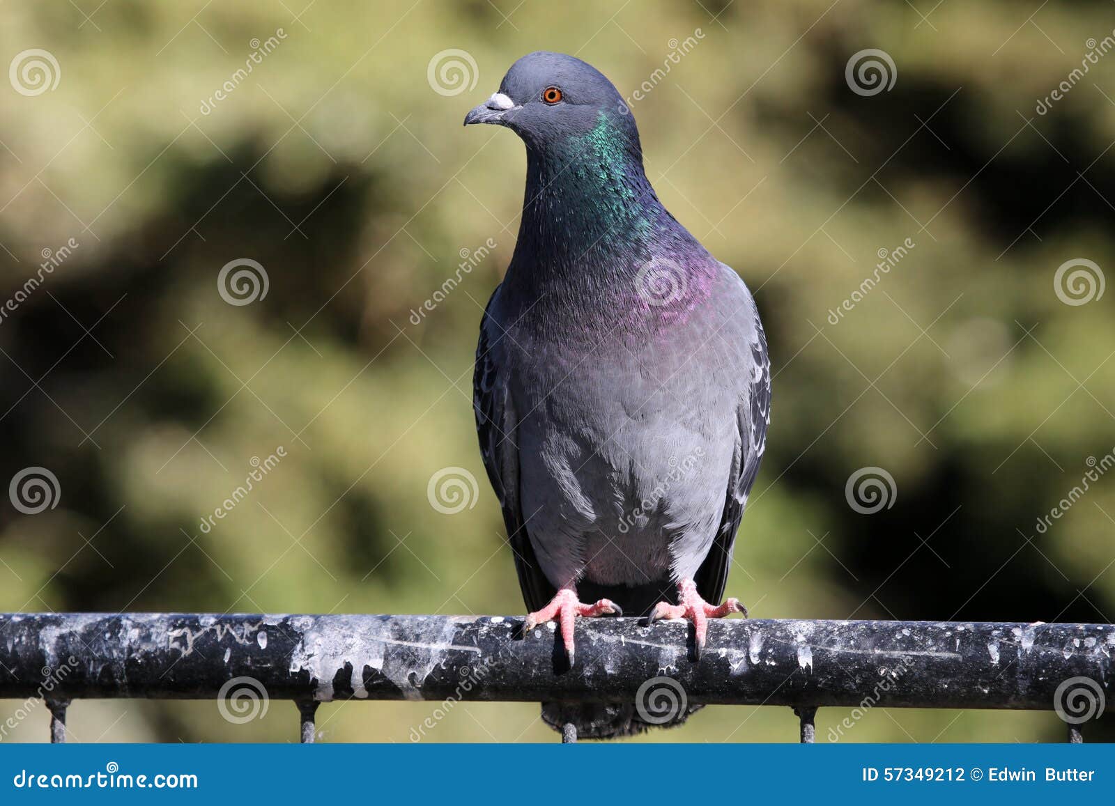 Duif stock foto. Image of lopen, duif, ruimte, vriendschap - 57349212