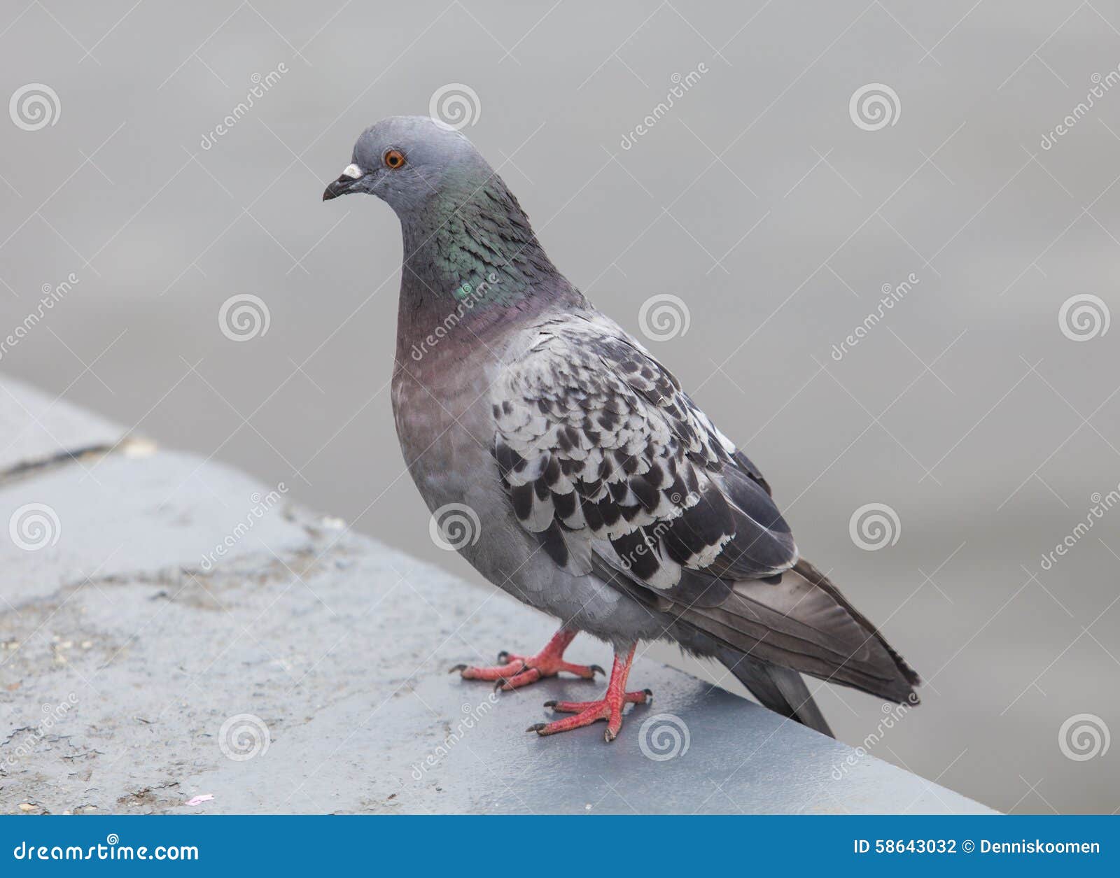 Duif stock foto. Image of stad, scherp, bedwing, vrede - 58643032