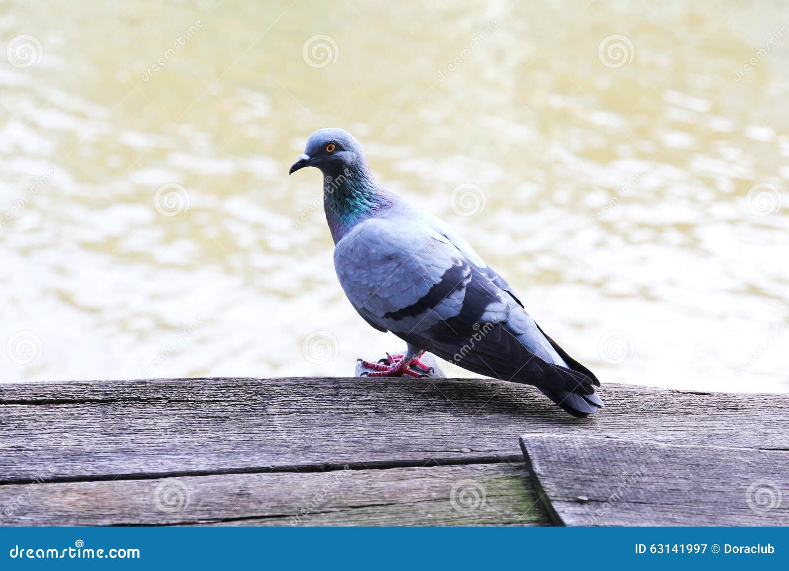 Duif stock afbeelding. Image of thailand, buiten, schoonheid - 63141997