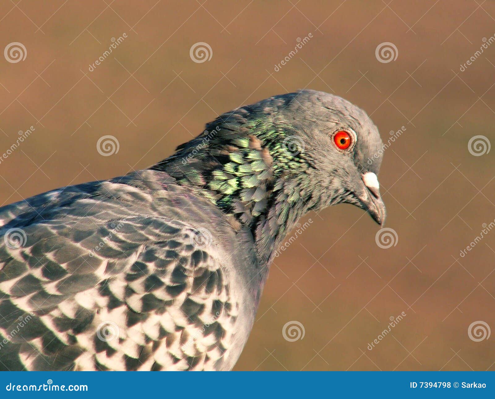 Duif stock foto. Image of dier, kijk, hoofd, duif, schacht - 7394798