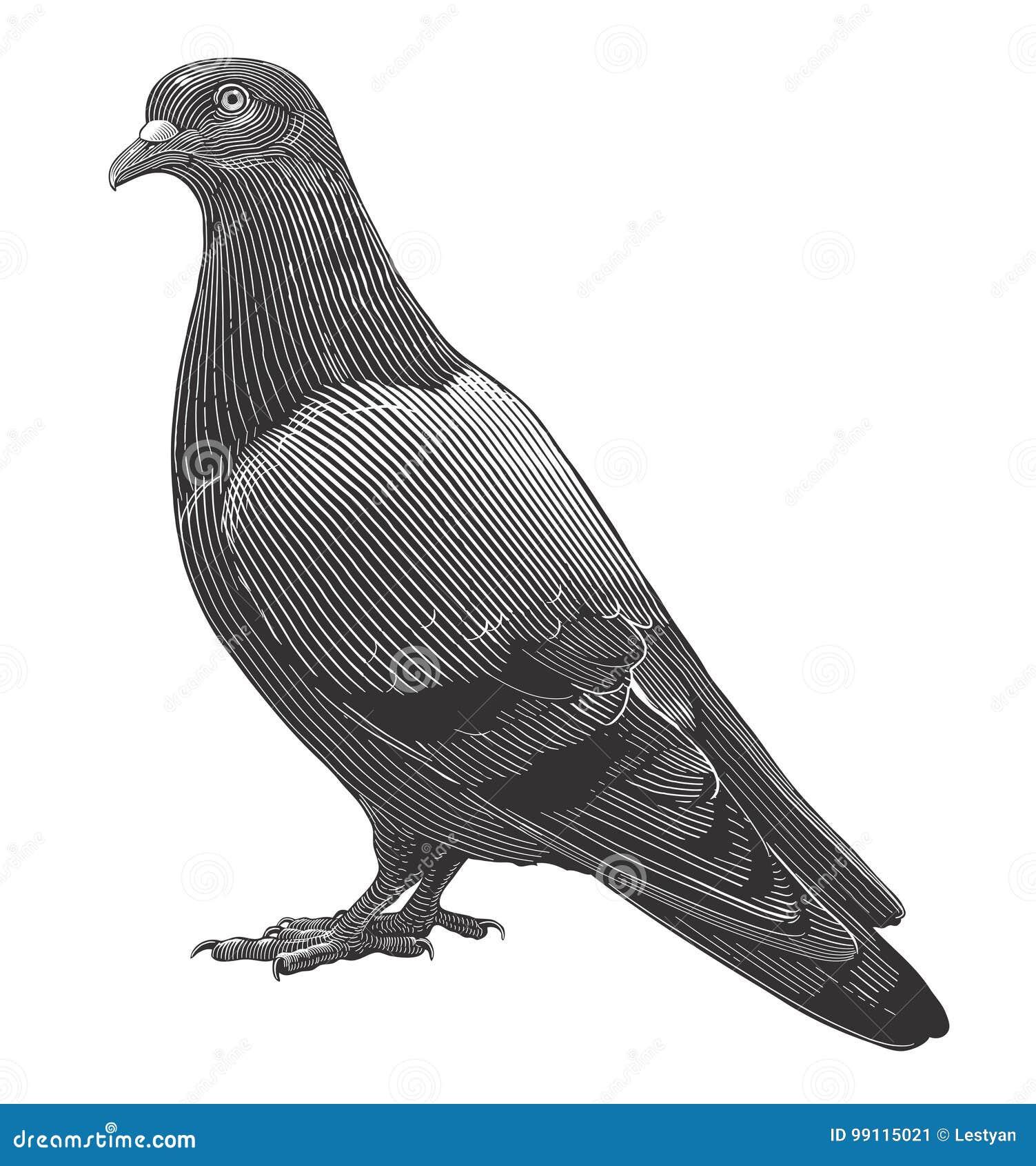 Duif in houtdrukstijl vector illustratie. Illustration of illustratie ...