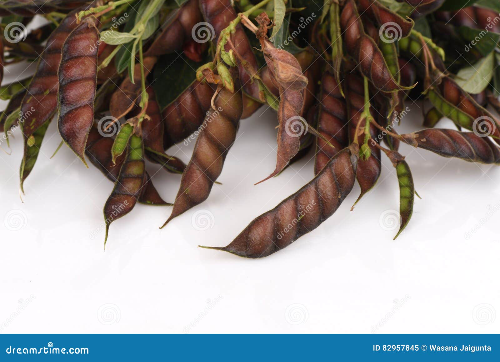 Duiferwt, De Erwt Van Angola, De Erwt Van De Kongo Stock Afbeelding ...