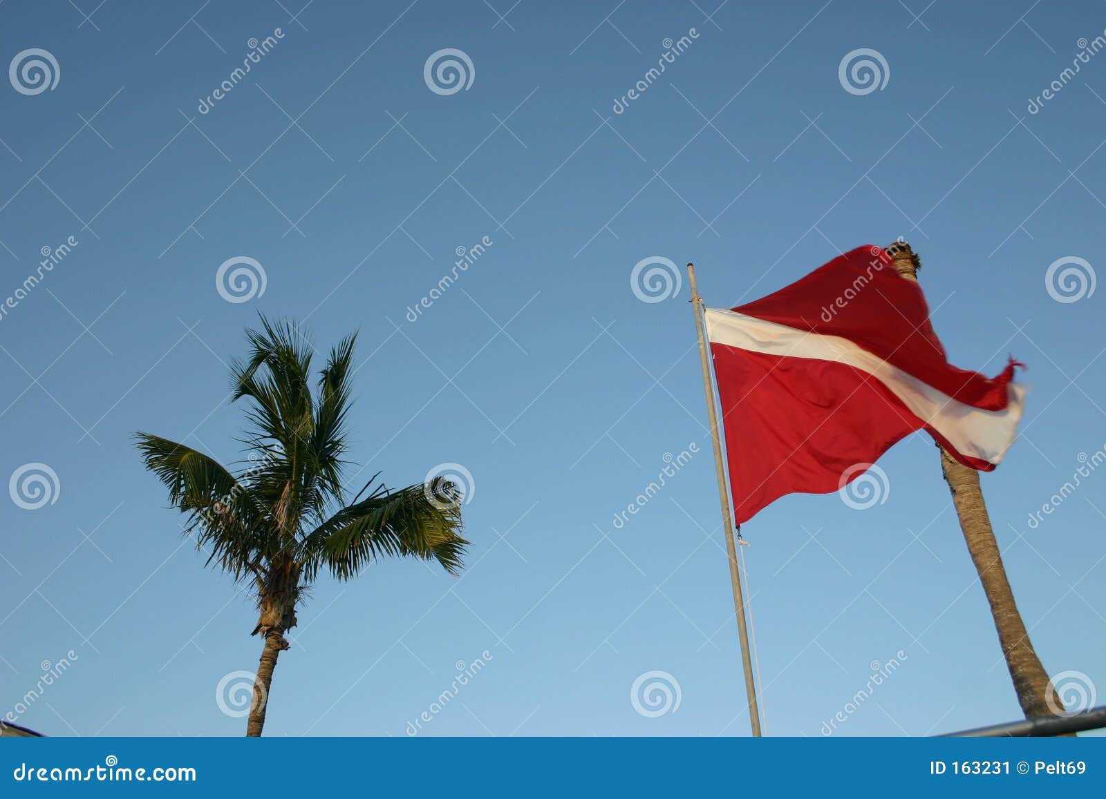Duik vlag stock afbeelding. Image of toevlucht, palm, duik - 163231