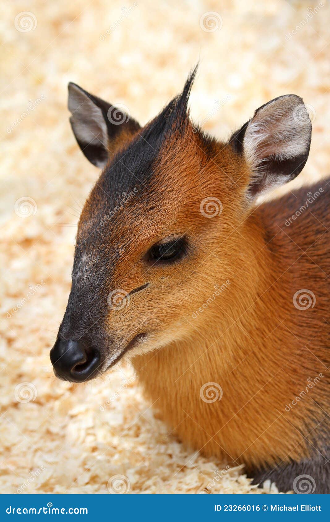 Duiker stock photo. Image of mephoto, nature, antelope - 23266016