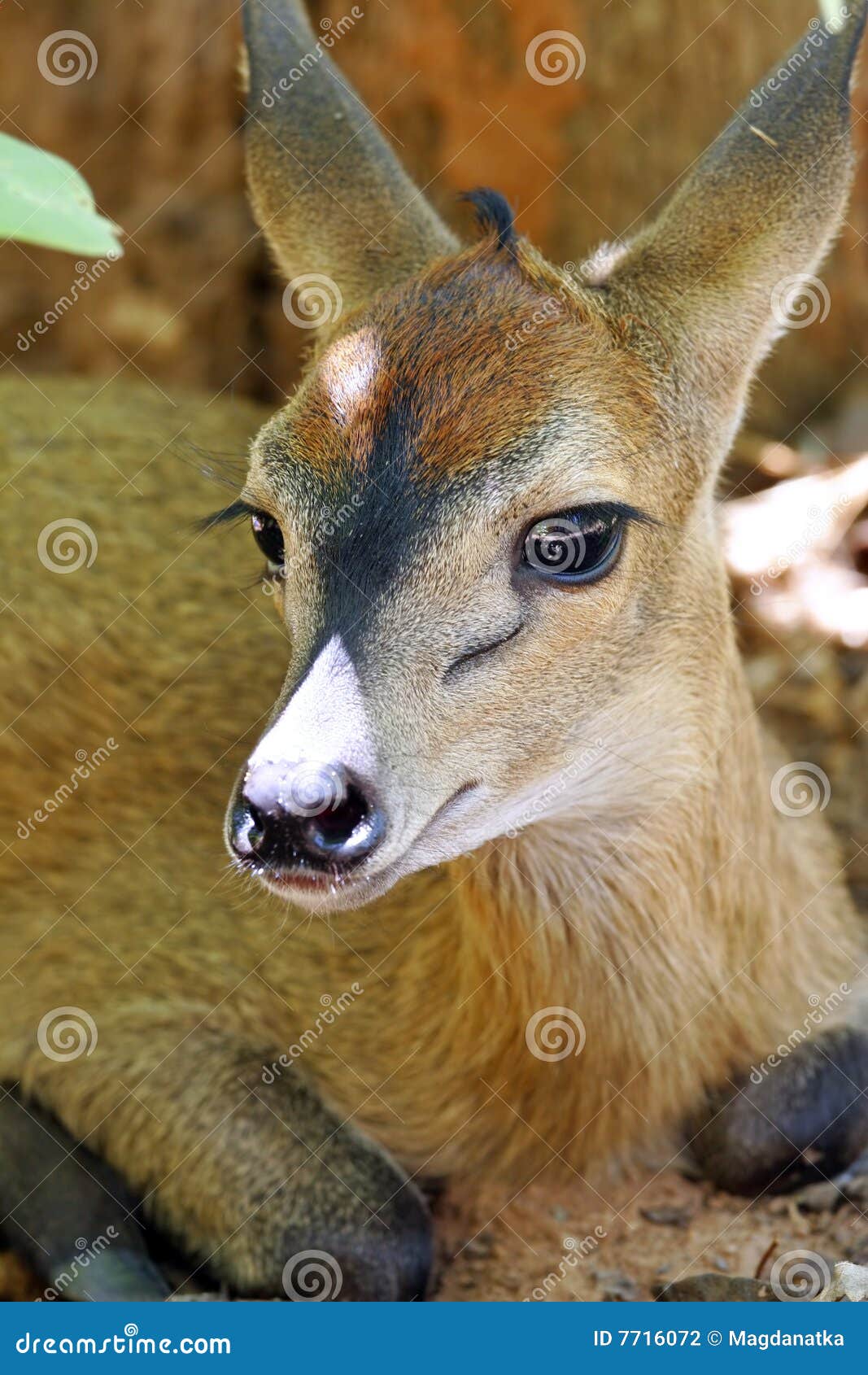 Duiker stock photo. Image of malawi, wildlife, duiker - 7716072