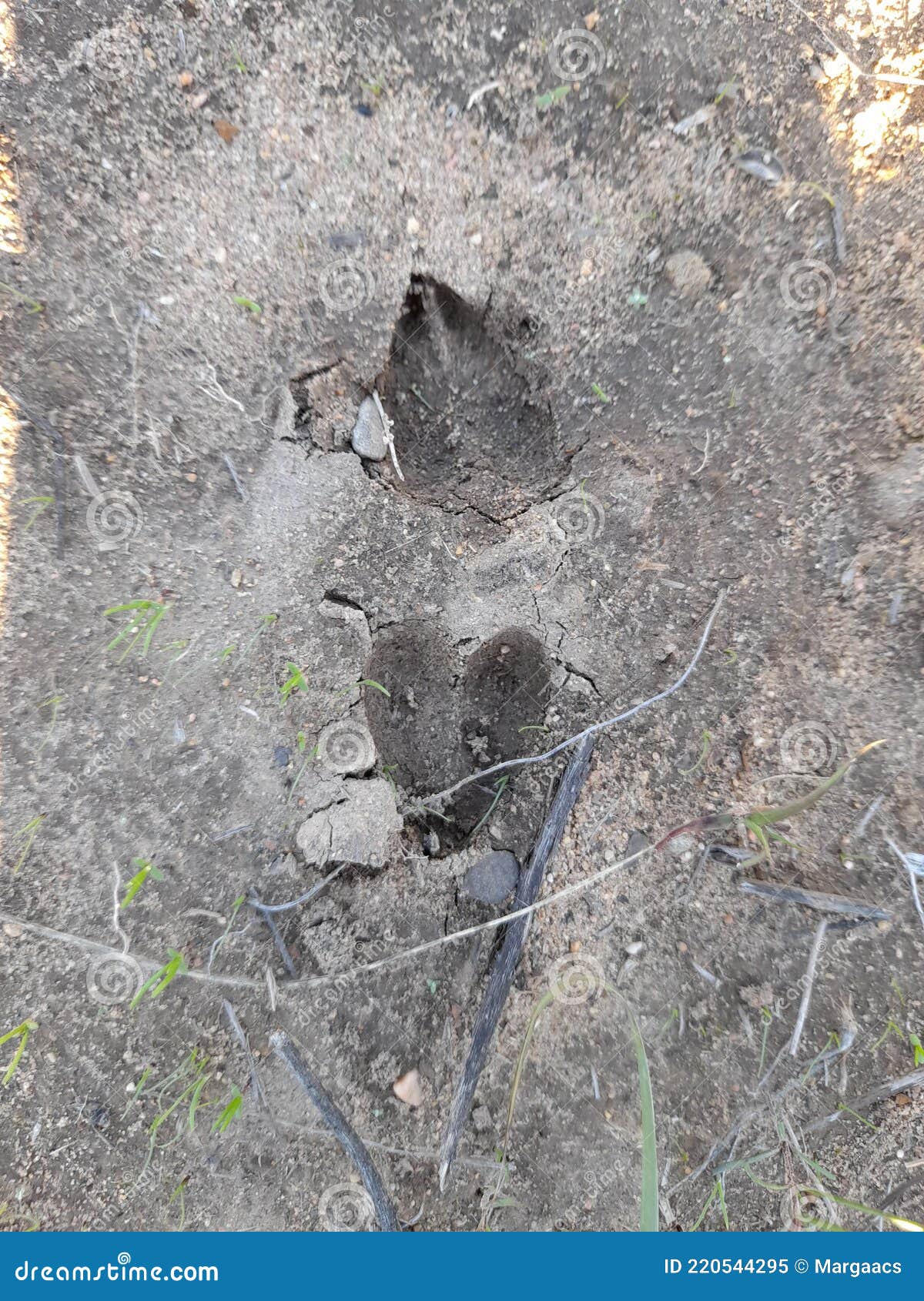 Duiker buck footprints stock image. Image of wild, nature - 220544295