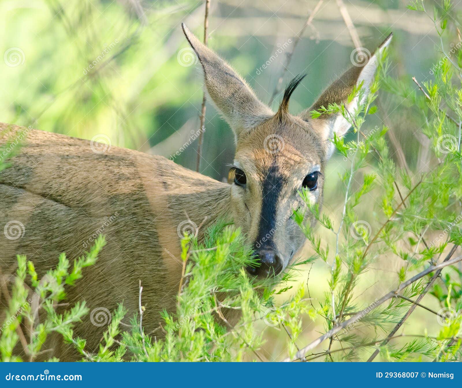 Duiker peering out of bush stock image. Image of female - 29368007