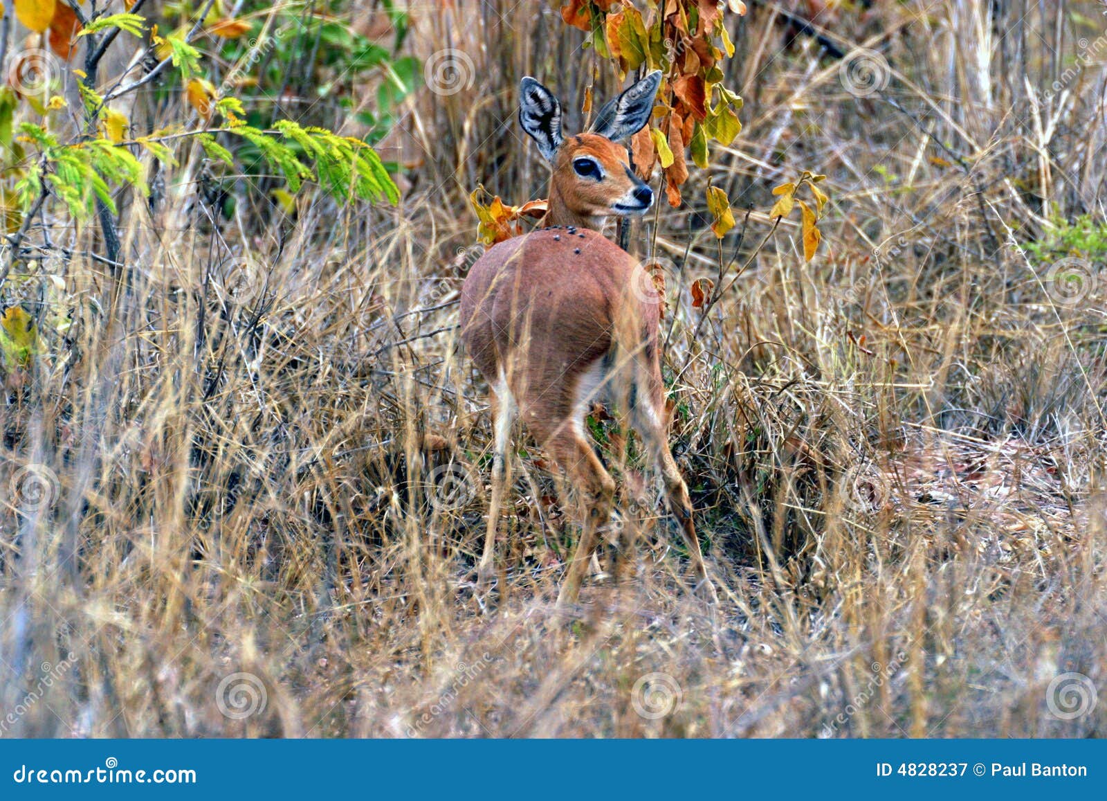 Duiker (South Africa) stock image. Image of conservation - 4828237