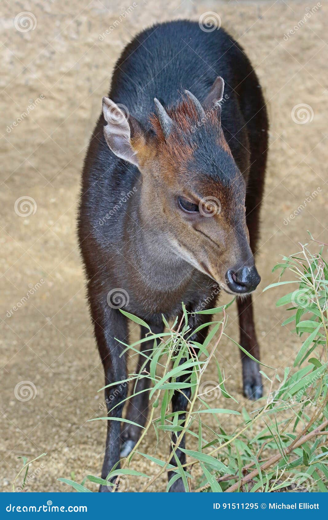 Duiker stock image. Image of guinea, face, close, black - 91511295