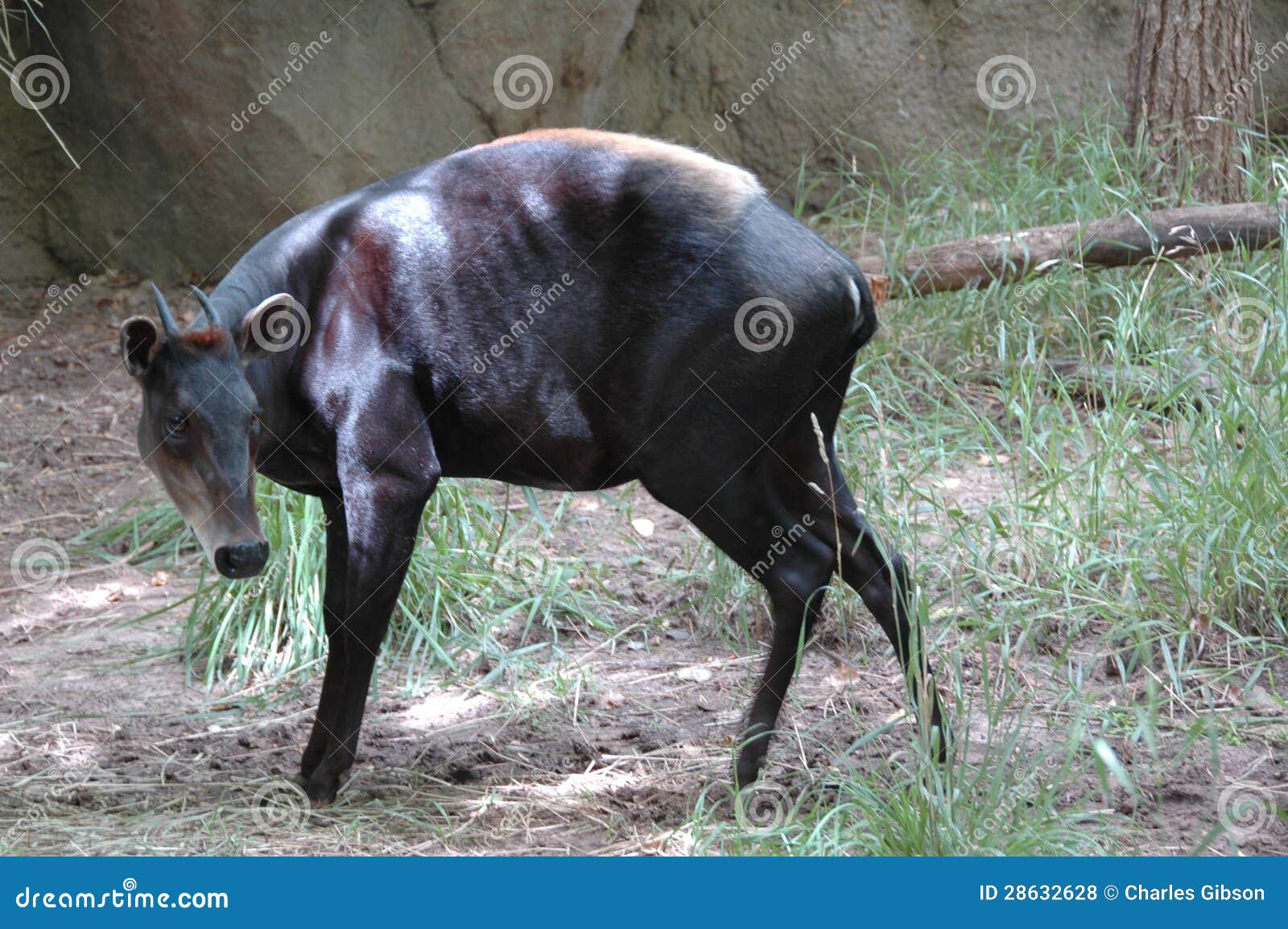 Duiker, Yellow-backed (Cephalophus Silvicultor) Stock Photo - Image of ...