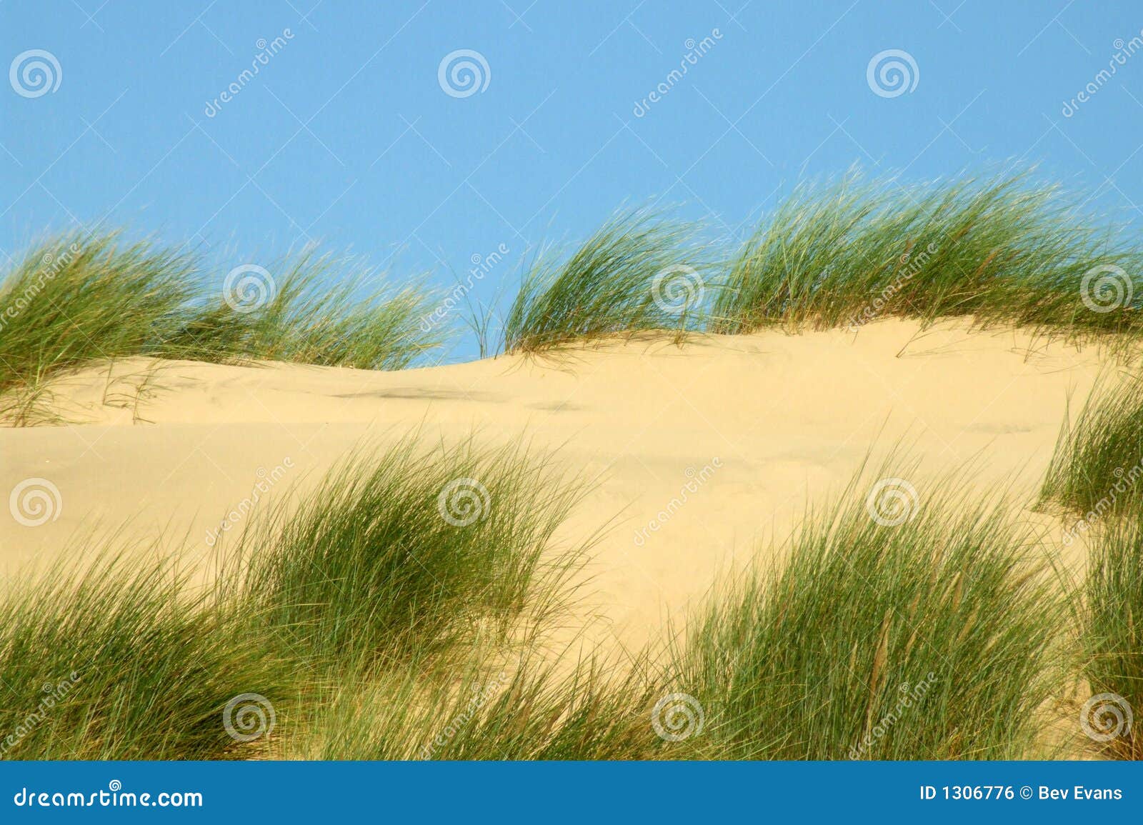 Duinen van het zand 1 stock foto. Image of duinen, hemel - 1306776