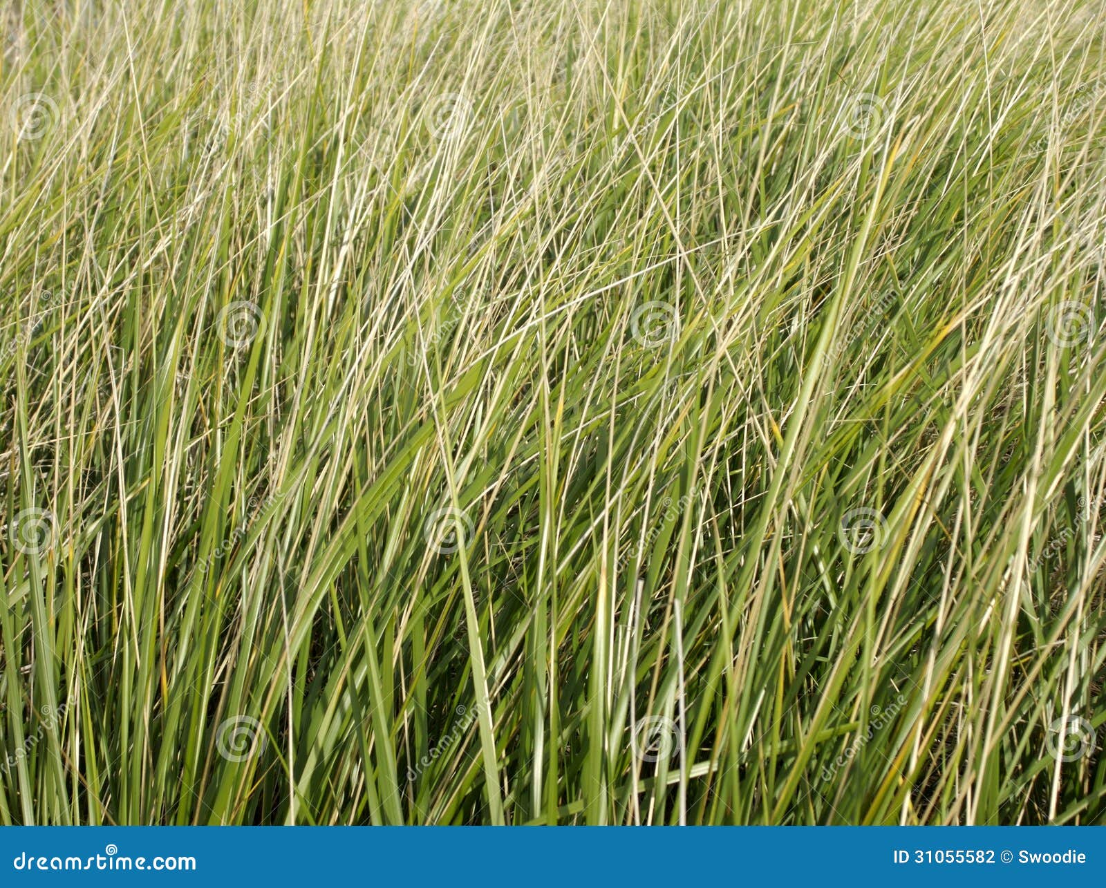 Duingras stock foto. Image of strand, groen, bluf, water - 31055582