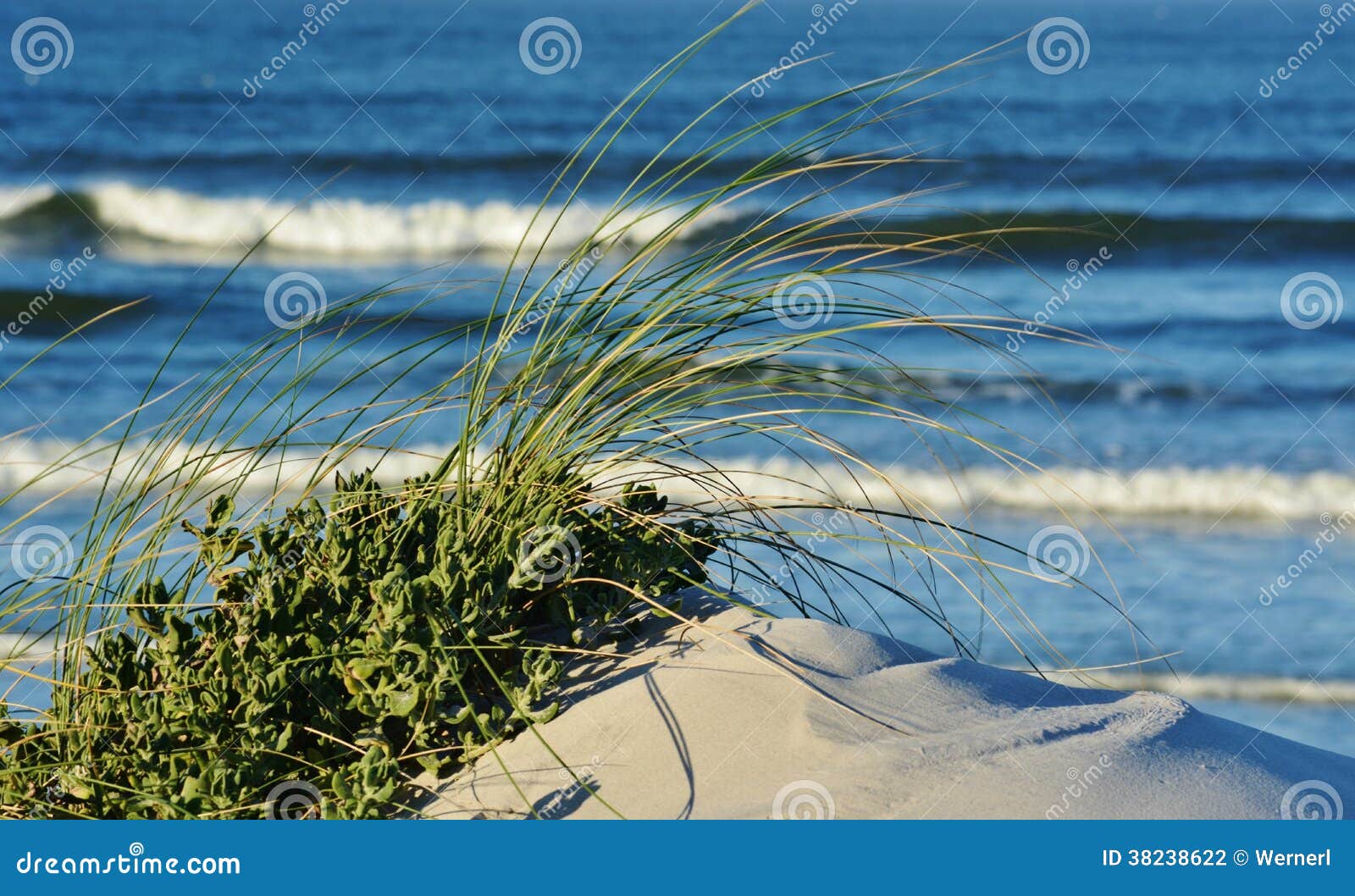 Duingras stock foto. Image of groen, groot, strand, oceaan - 38238622