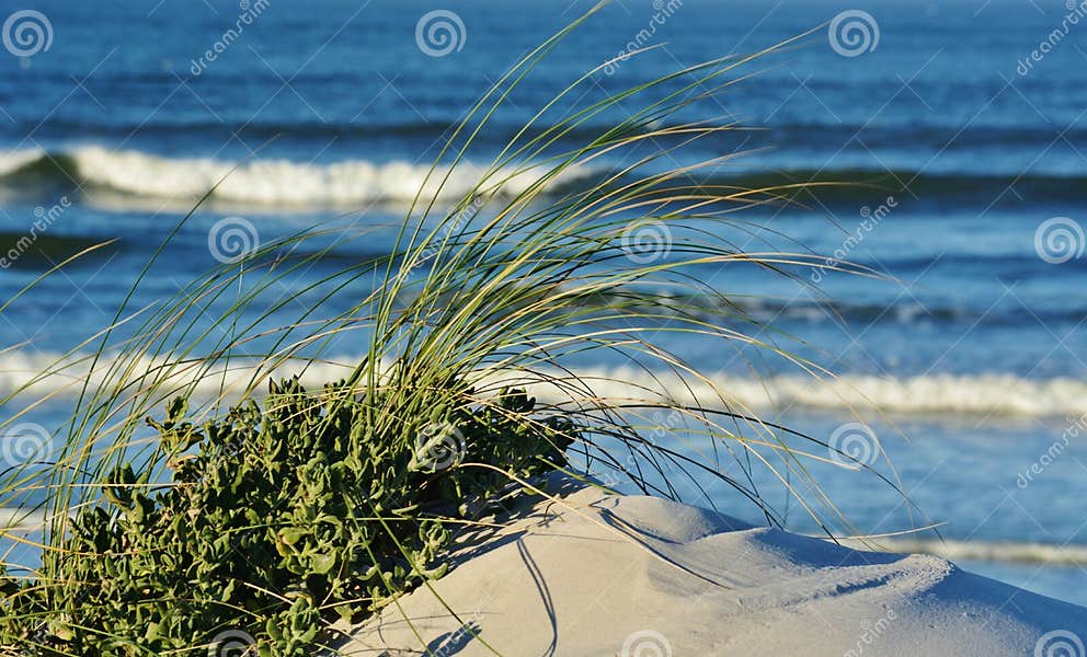 Duingras stock foto. Image of groen, groot, strand, oceaan - 38238622