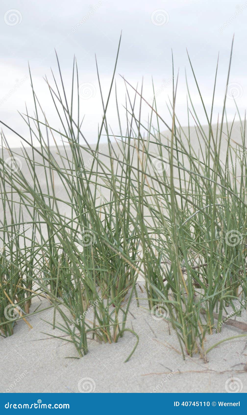 Duingras stock foto. Image of gras, sluit, baai, oceaan - 40745110