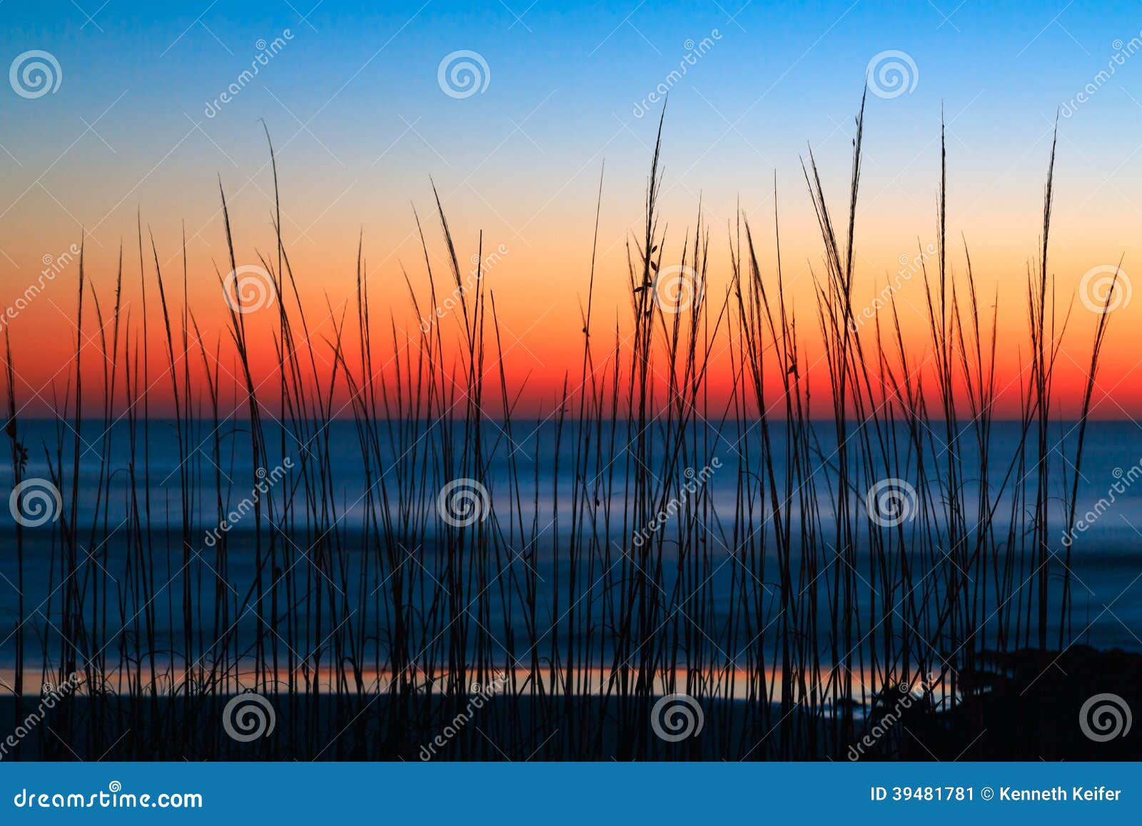 Duingras Dawn stock afbeelding. Image of kustlijn, oceaan - 39481781