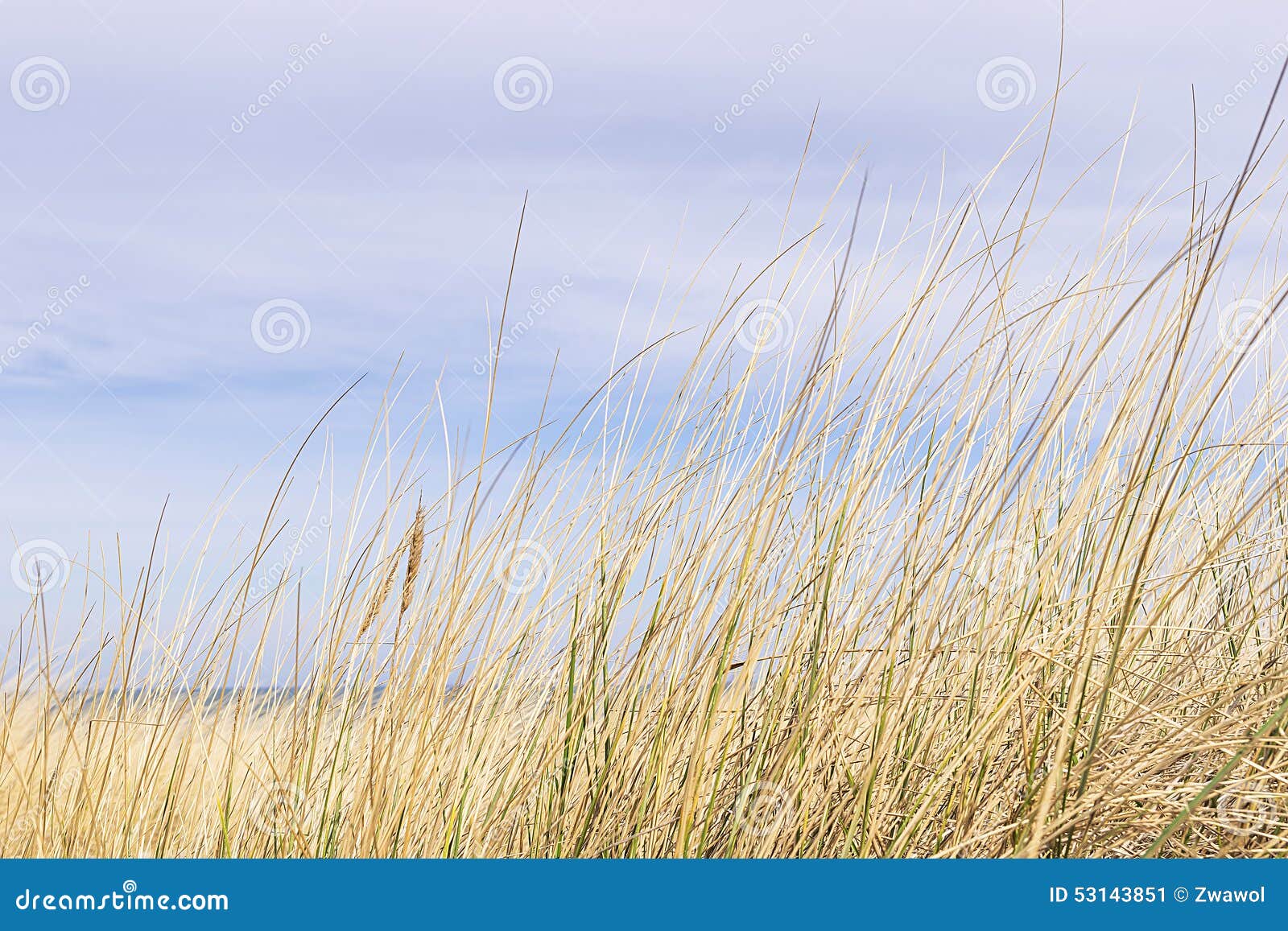 Duingras op de Oostzee stock afbeelding. Image of zand - 53143851