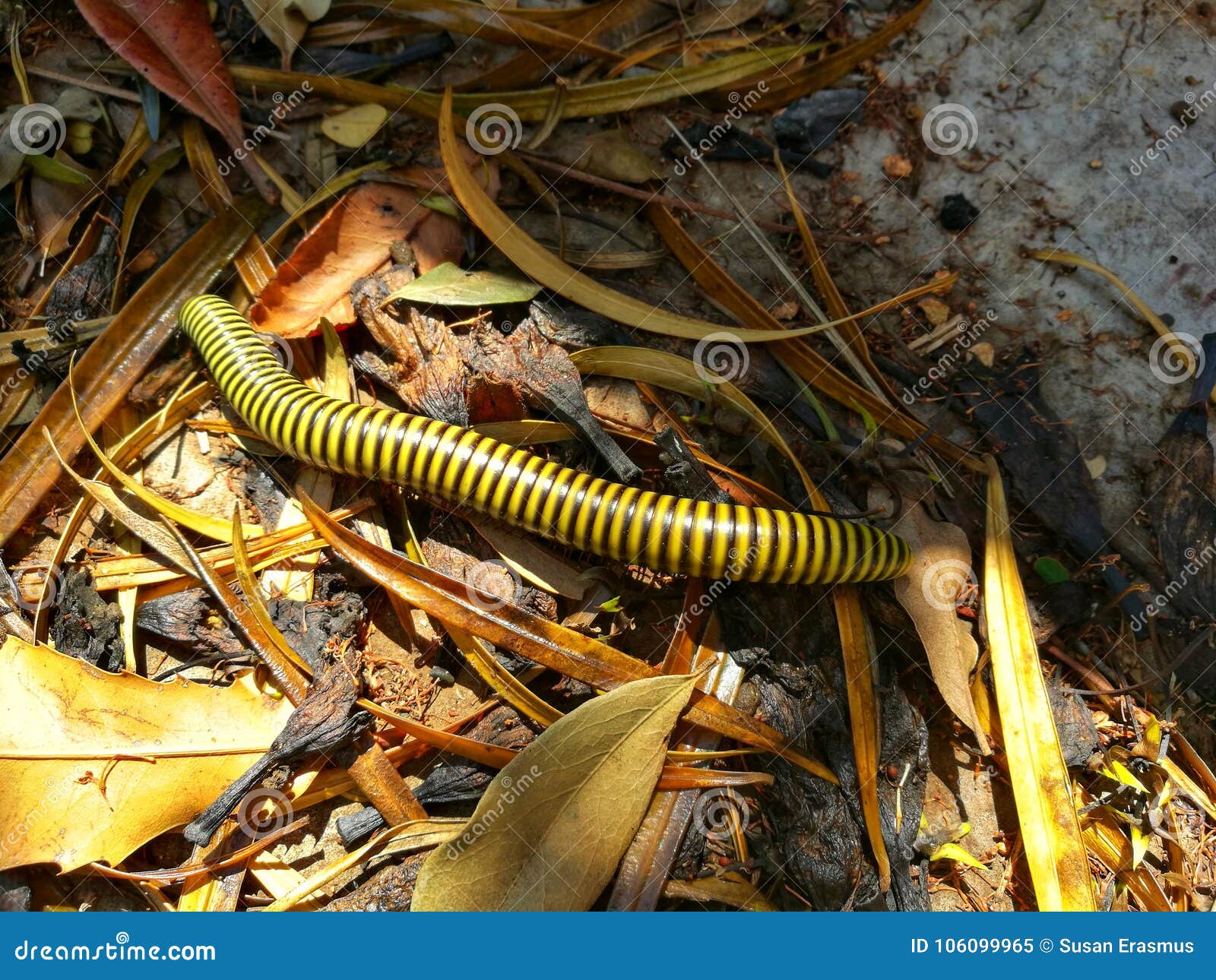 Duisendpoot stock image. Image of leaves, black, centipede - 106099965