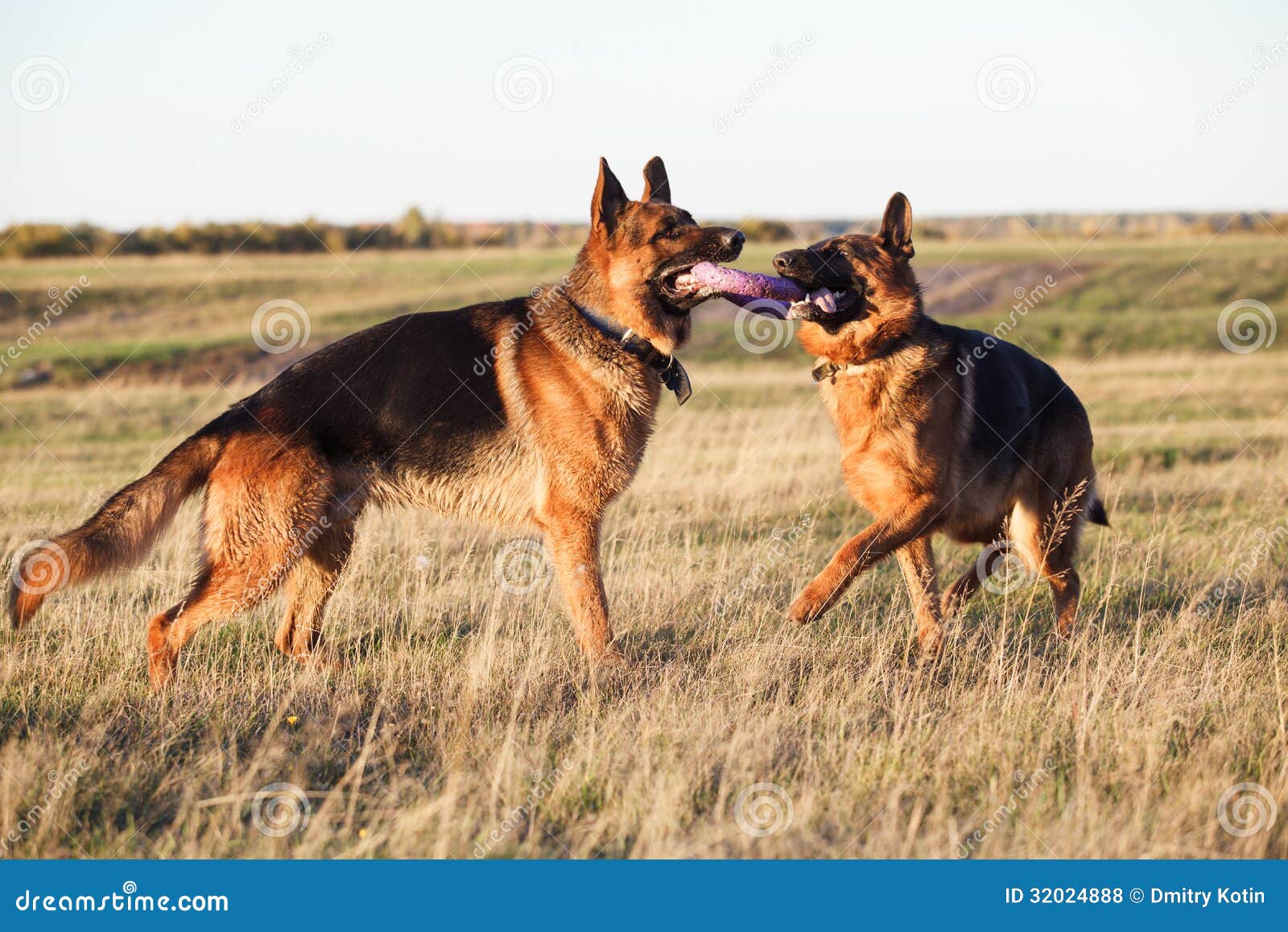 Duitse herder stock foto. Image of honds, tafereel, huishouden - 32024888