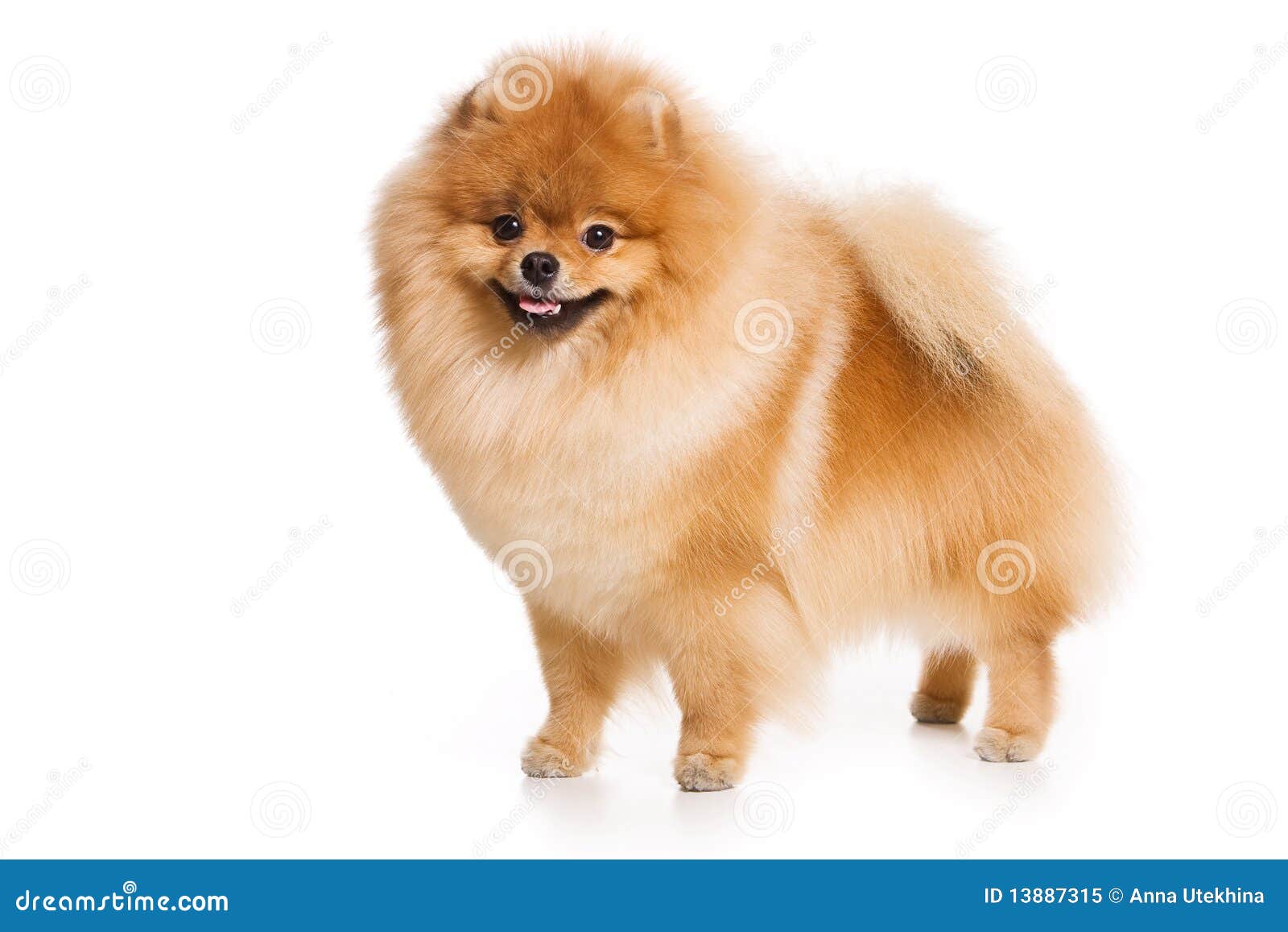 Duitse Spitz hond stock afbeelding. Image of welp, aanbiddelijk - 13887315