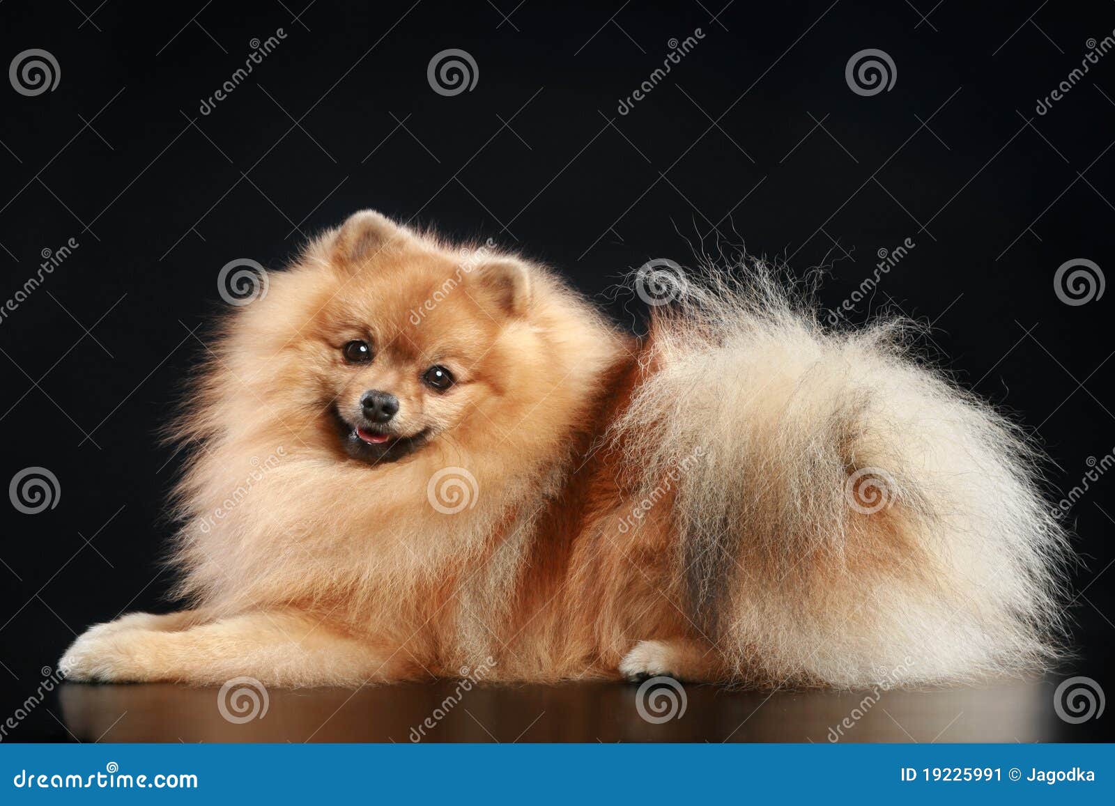 Duitse Spitz hond stock afbeelding. Image of krap, weinig - 19225991