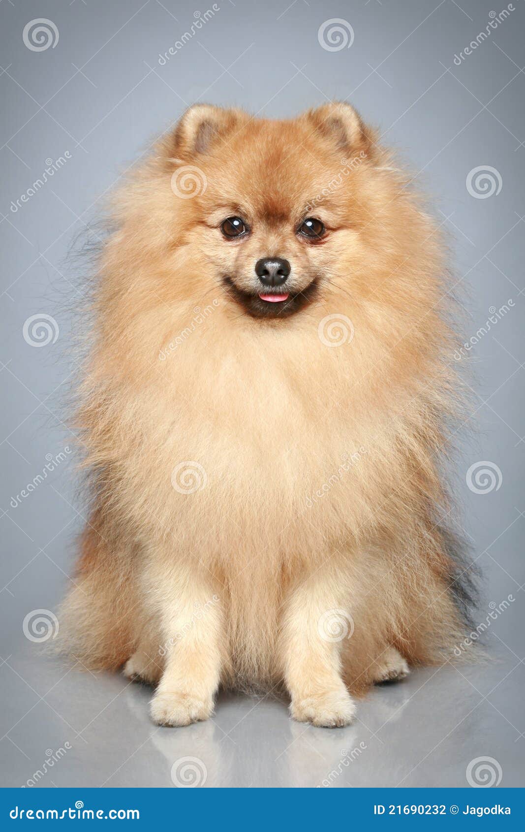 Duitse Spitz hond stock foto. Image of grijs, jong, rauw - 21690232