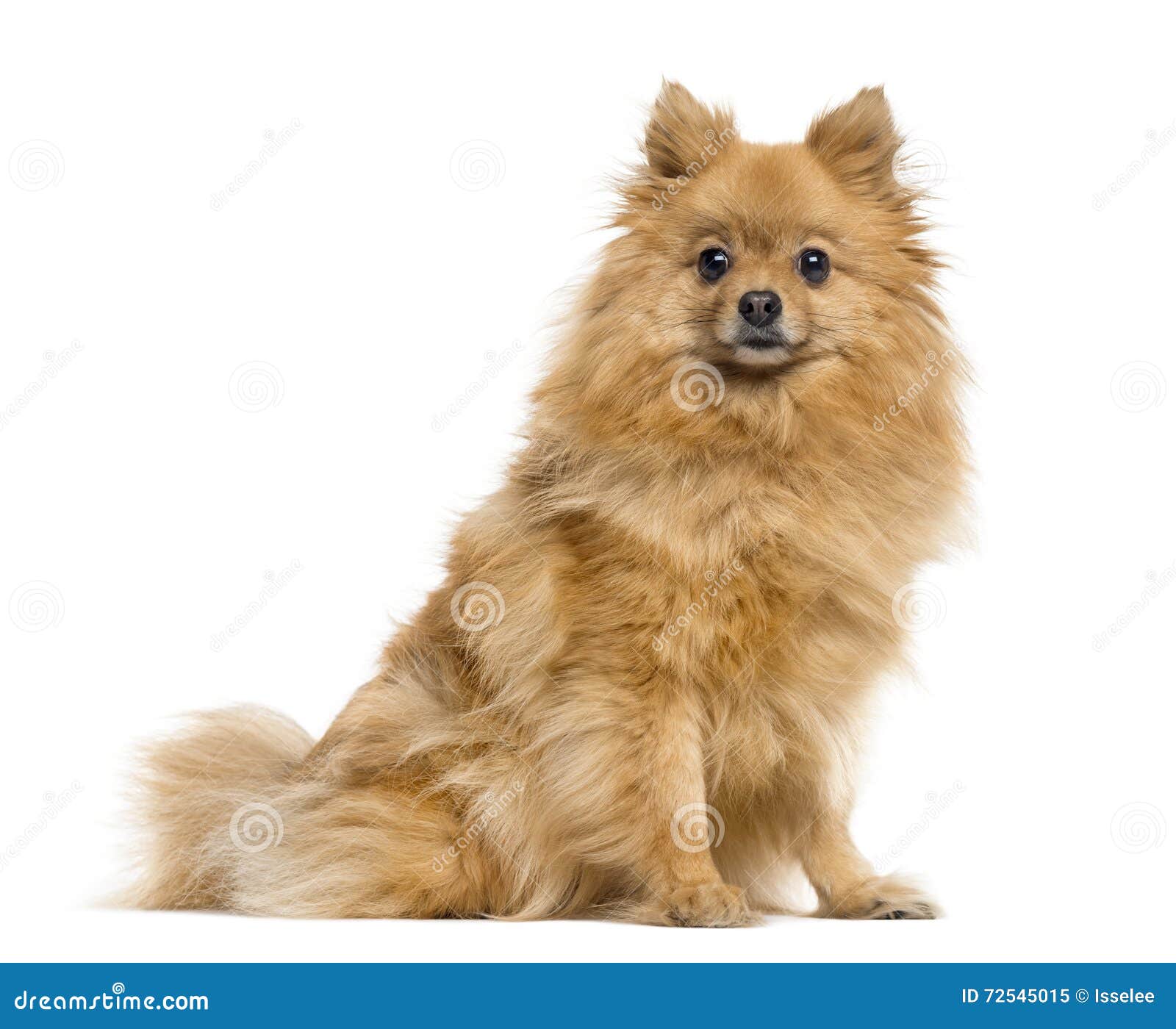 Duitse Spitz op wit stock afbeelding. Image of dier, niemand - 72545015