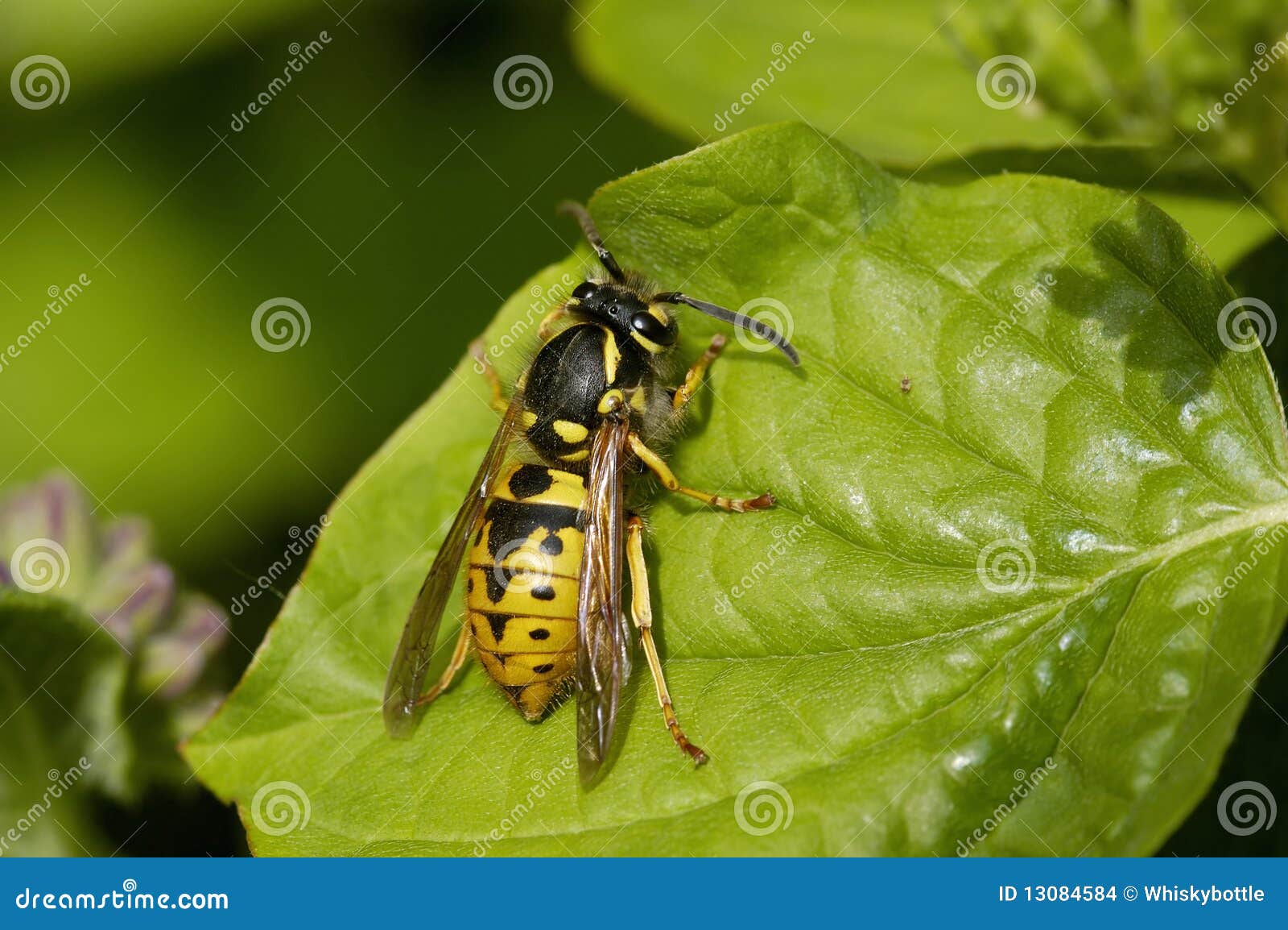 Duitse Wesp - Germanica Vespula Stock Foto - Image of ongedierte, wild ...