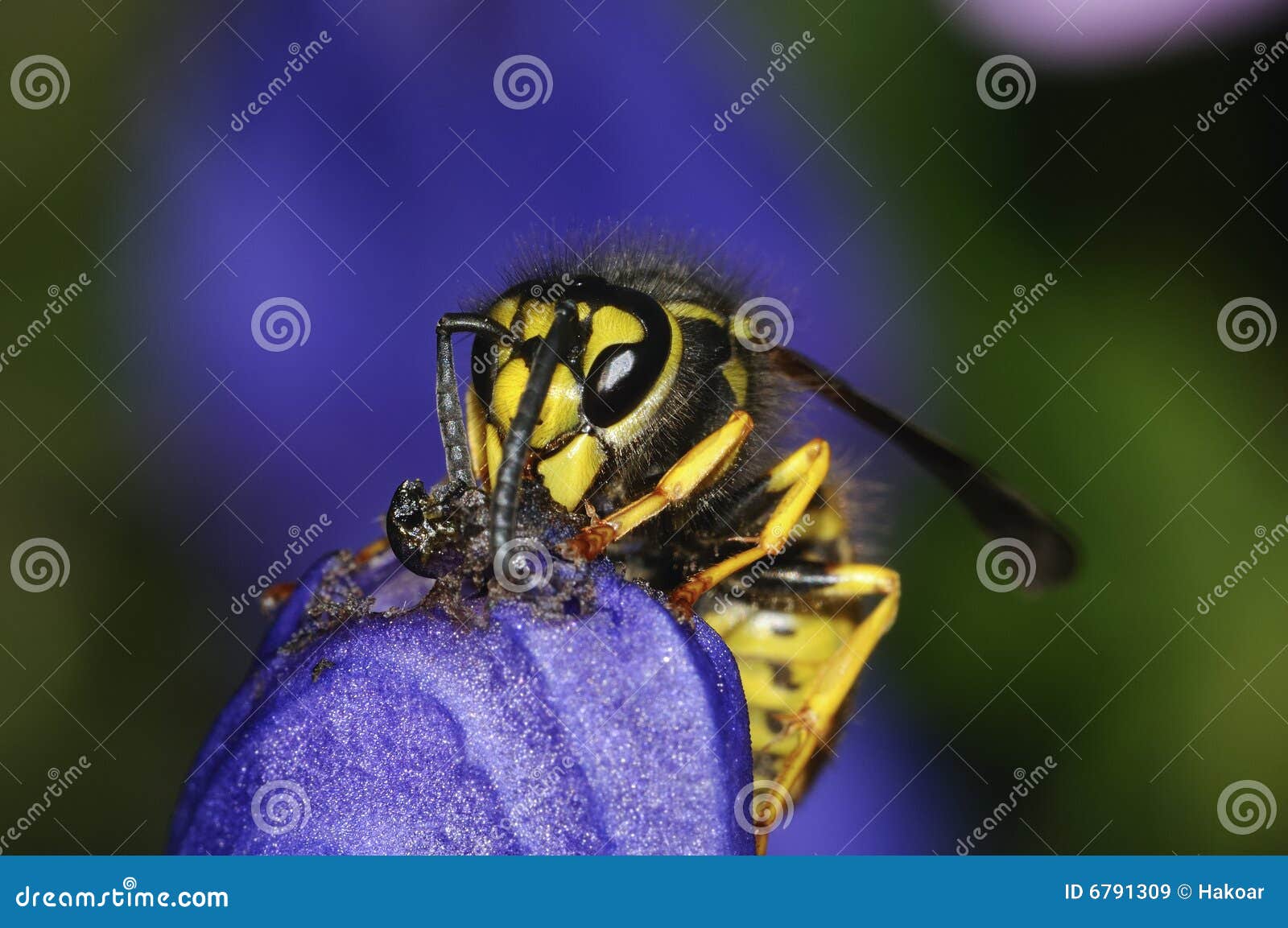 Duitse wesp macroclose-up stock afbeelding. Image of gekleurd - 6791309