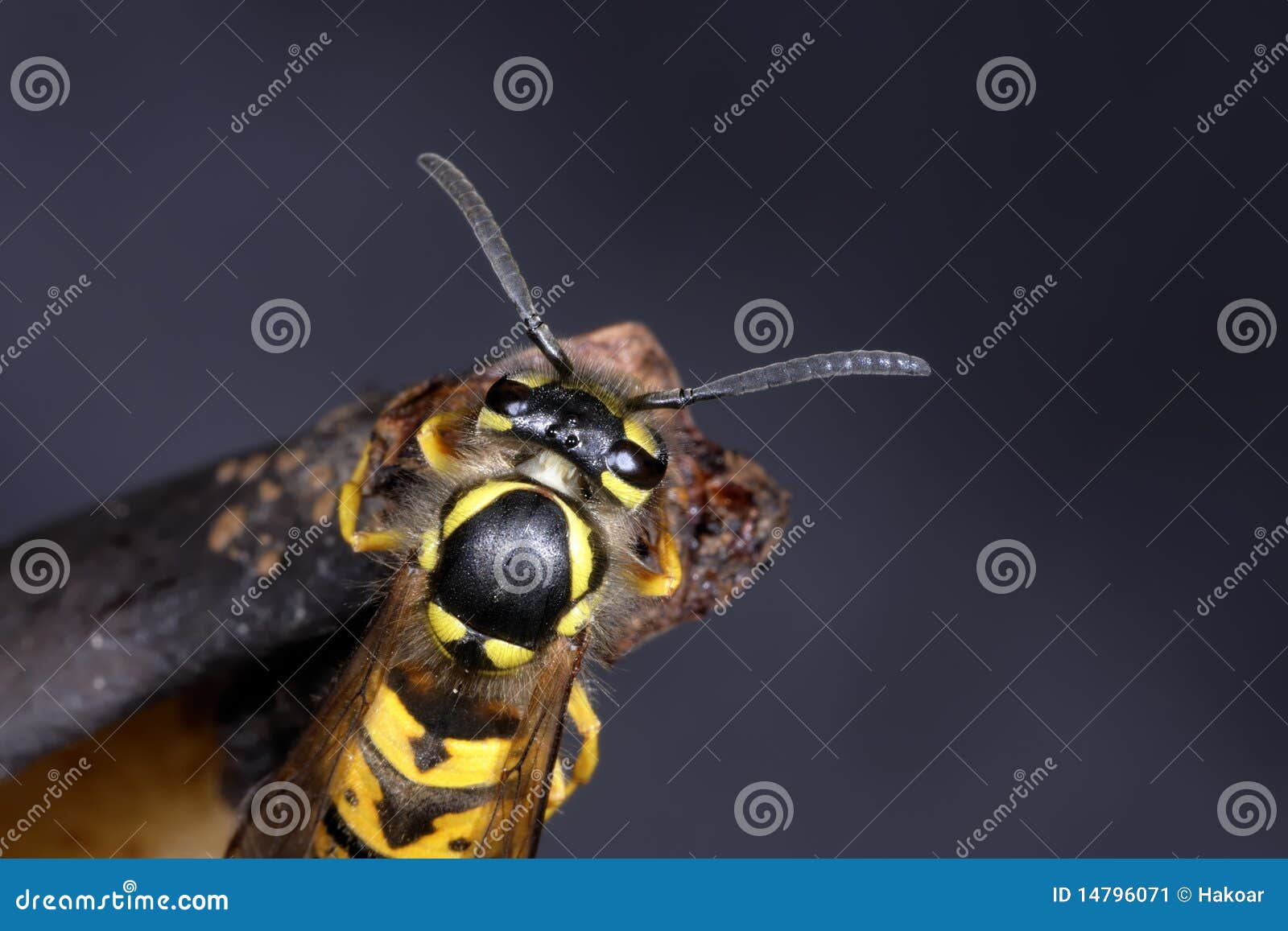 Duitse Wesp, Vespulagermanica Stock Afbeelding - Image of nave, mooi ...