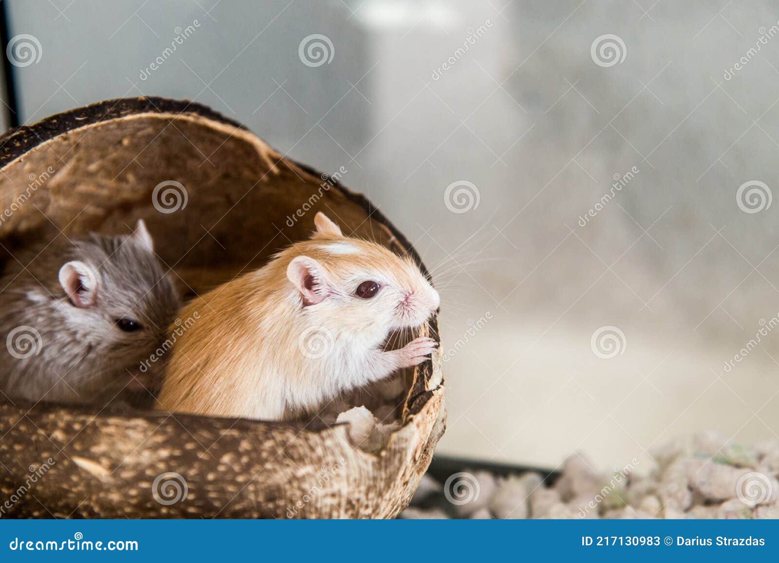 Duitsland grappig stock afbeelding. Image of woestijn - 217130983