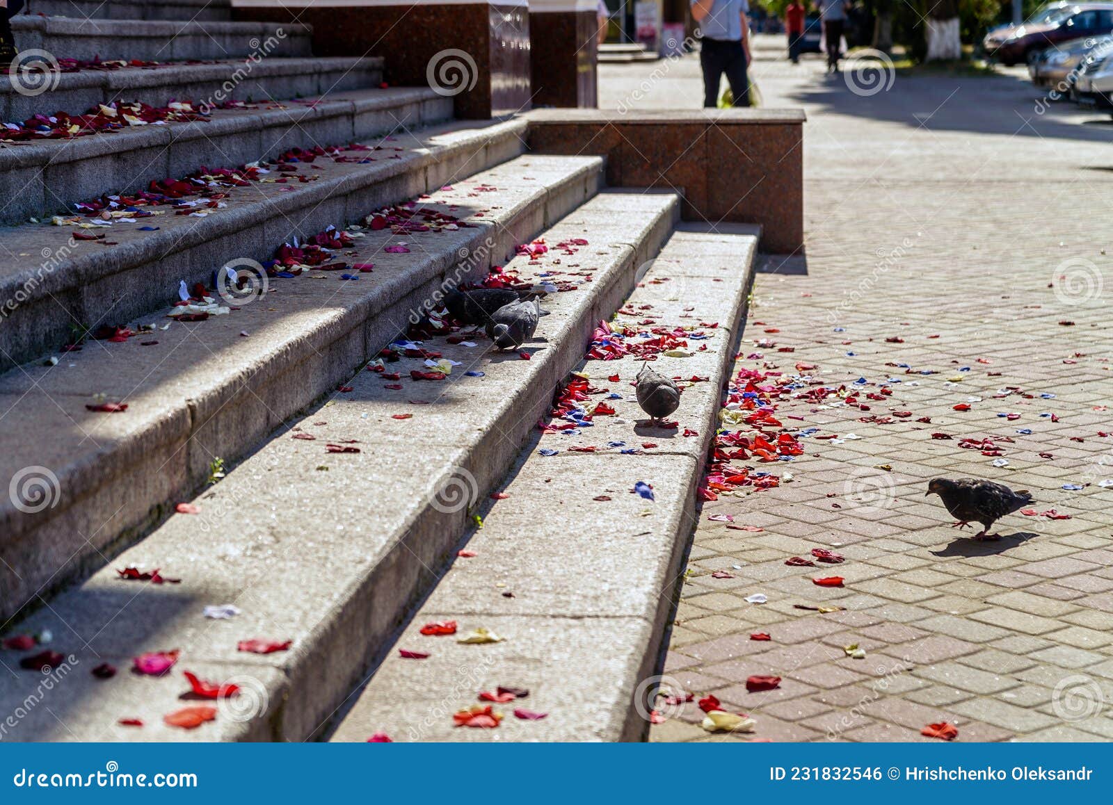 Duiven Op De Trappen Met Rode Rozenbladen Stock Foto - Image of grappig ...