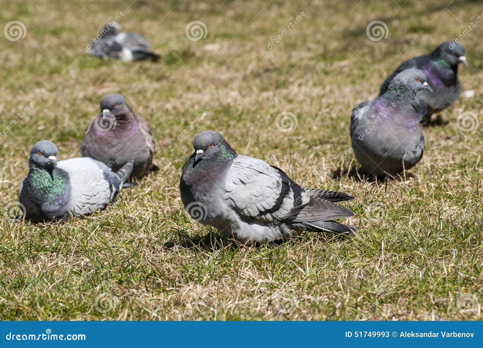Duiven Van De Rots De Wilde Duif Stock Afbeelding - Image of duif, wild ...