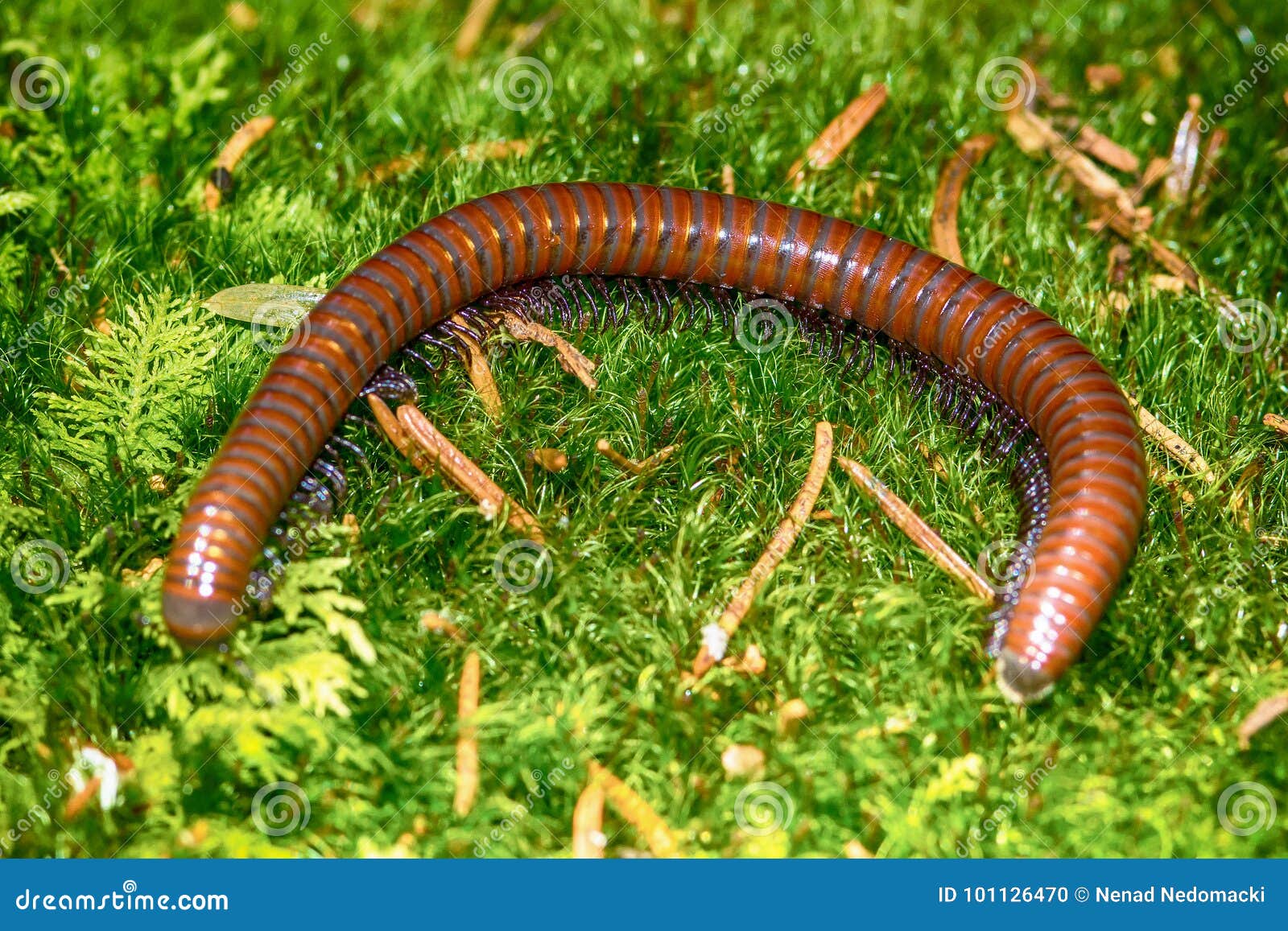 Duizendpoot stock foto. Image of tuin, gevaar, snuifje - 101126470