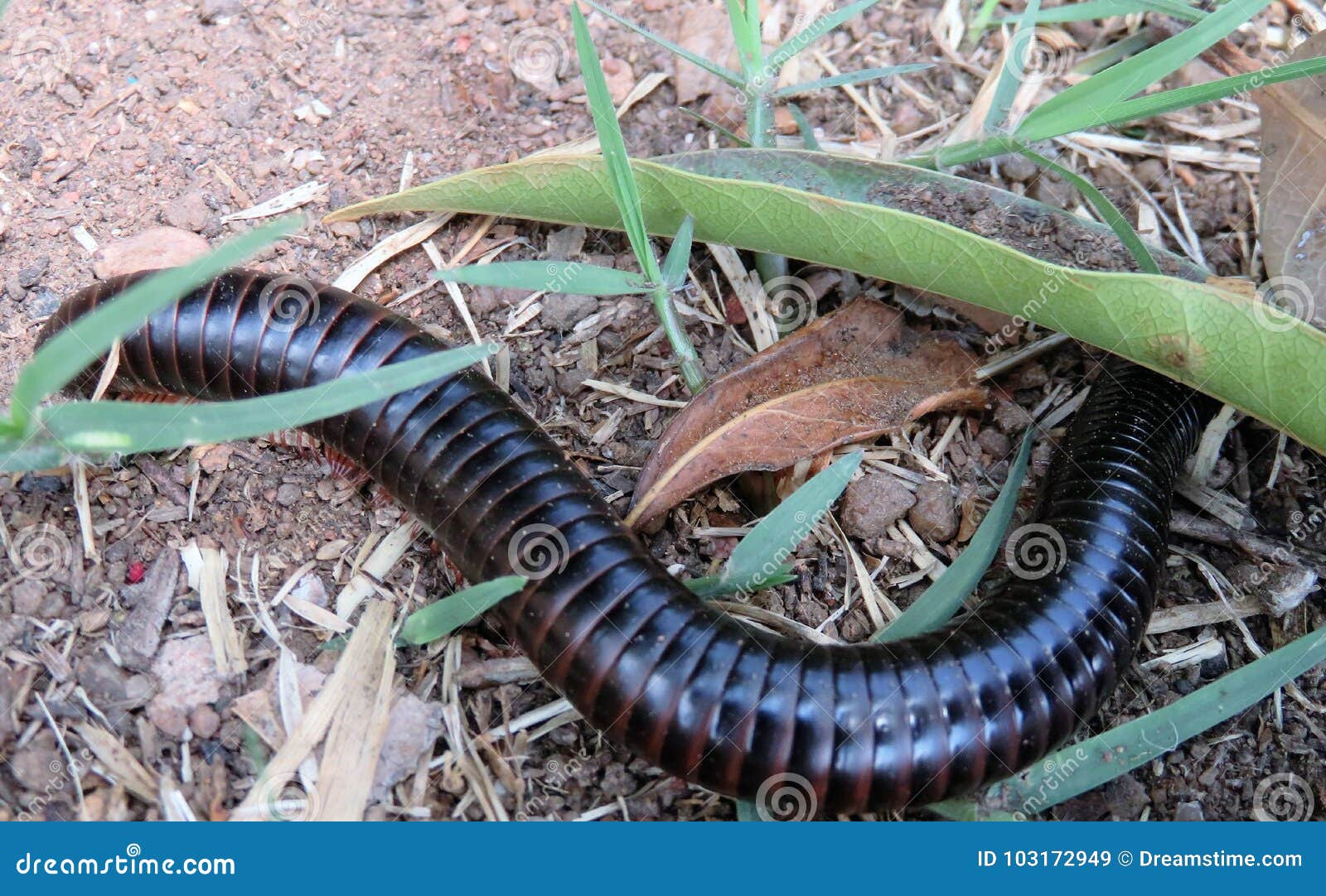 Duizendpoot stock afbeelding. Image of geleedpotigen - 103172949